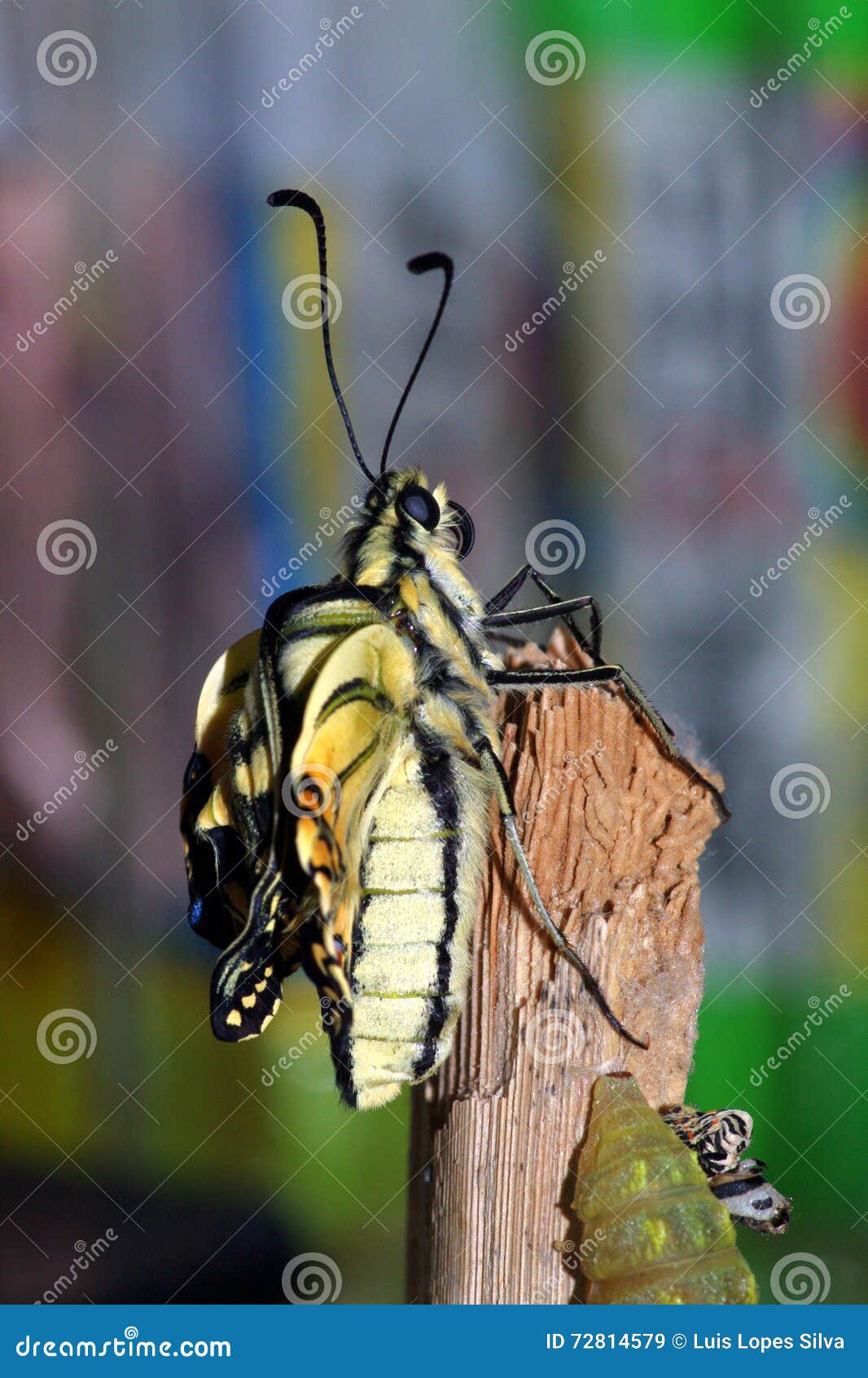 Farfalla Che Lascia Le Crisalidi Immagine Stock - Immagine di ...