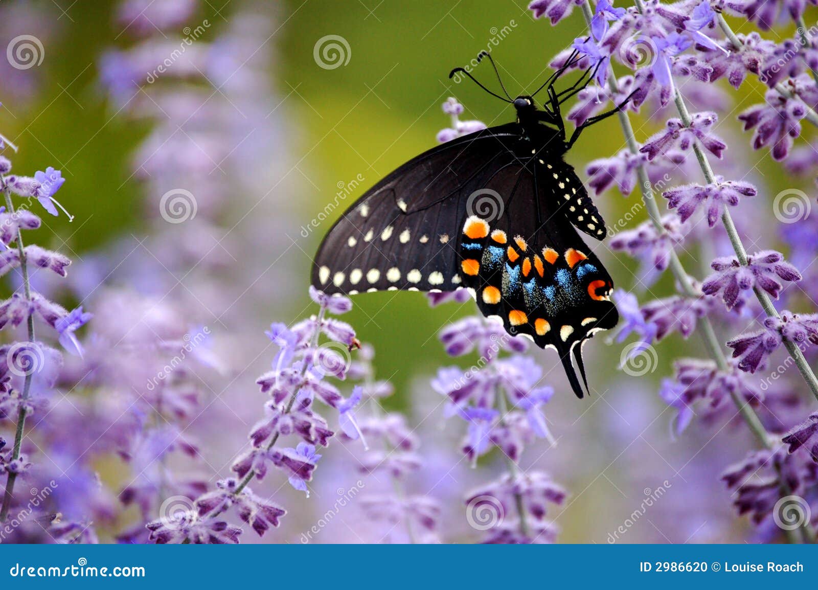 Farfalla con i fiori viola fotografia stock. Immagine di salvia - 2986620