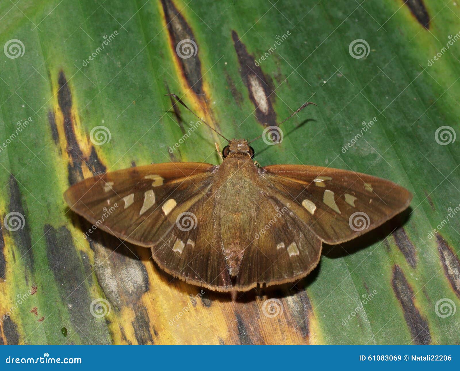 Farfalla Con Le Ali Aperte (longirostris Di Saliana) Immagine Stock ...