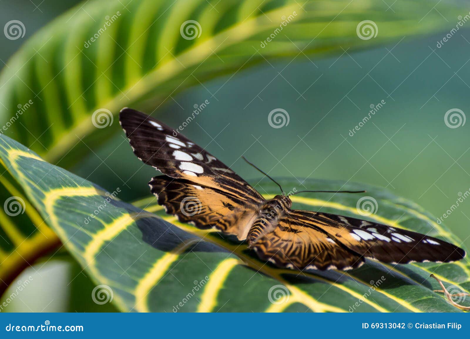 Farfalla Con Le Ali Aperte Sulla Molla Fotografia Stock - Immagine di ...