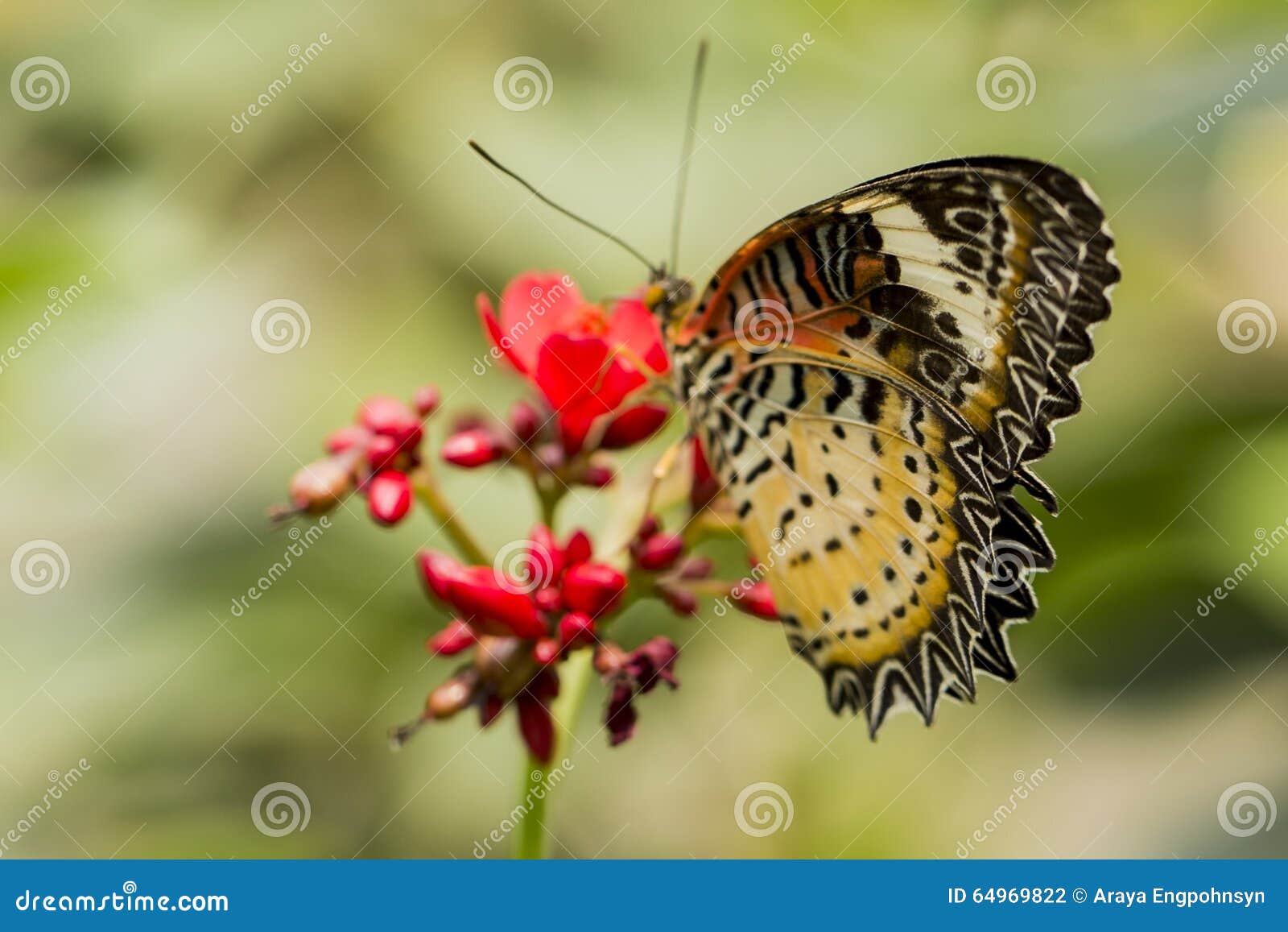 Farfalla Con Le Ali Nero-arancio Sul Fiore Rosso Fotografia Stock ...