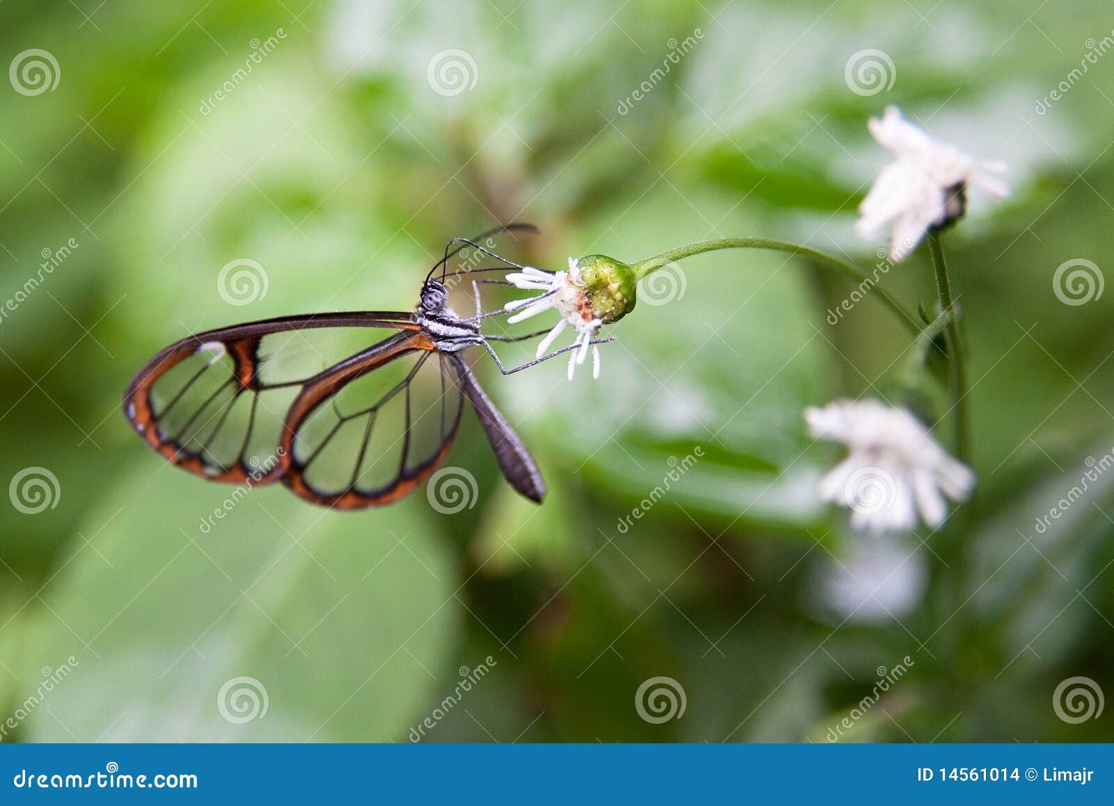 Farfalla Con Le Ali Trasparenti Fotografia Stock - Immagine di ...