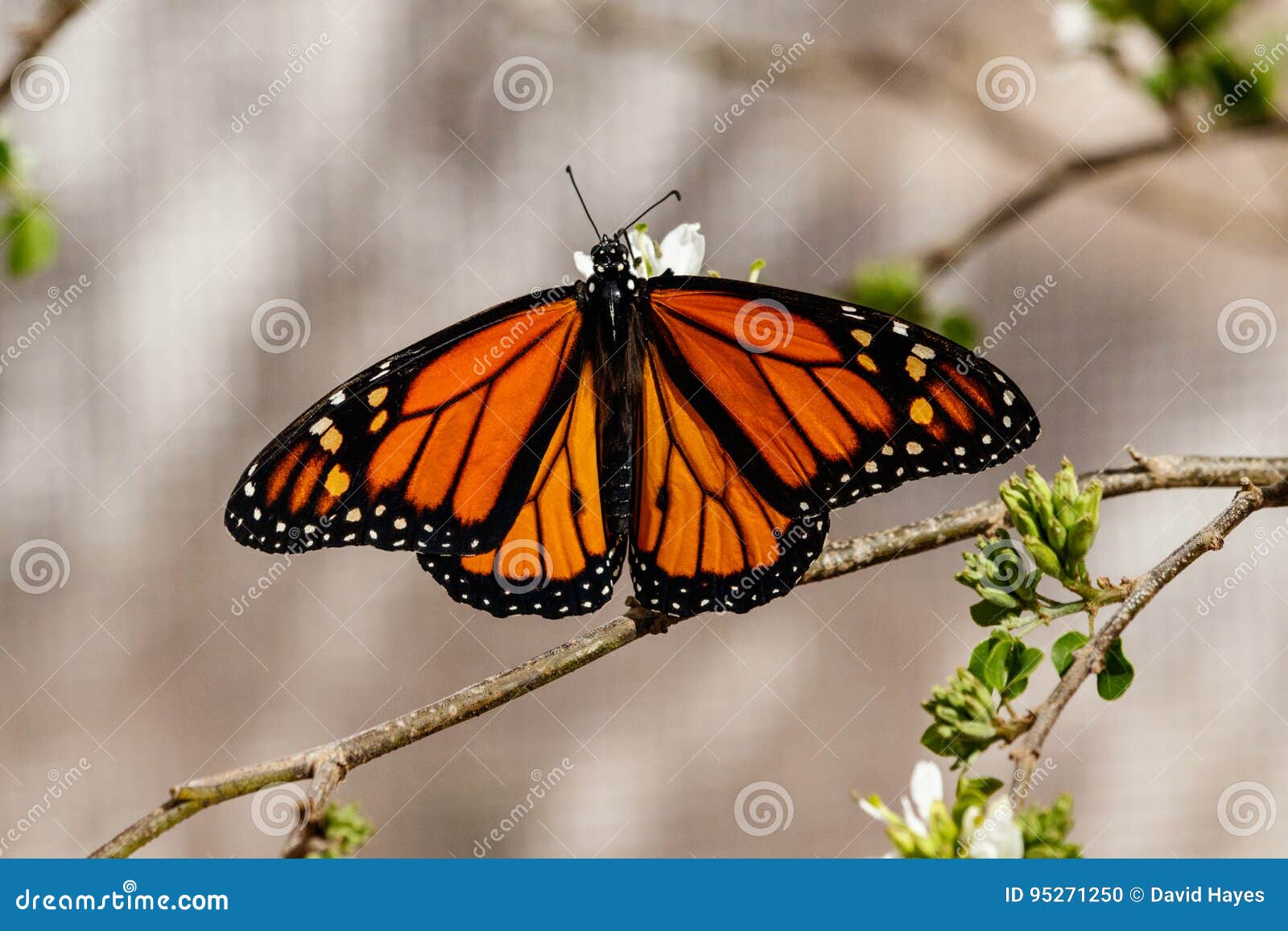Farfalla Della Regina, Diffusione Delle Ali, Alimentantesi Fiore ...