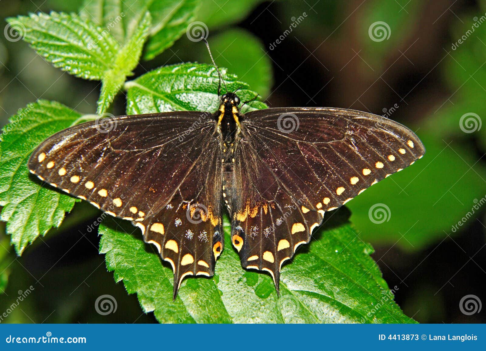 Farfalla Di Colore Marrone Scuro Immagine Stock - Immagine di fragile ...