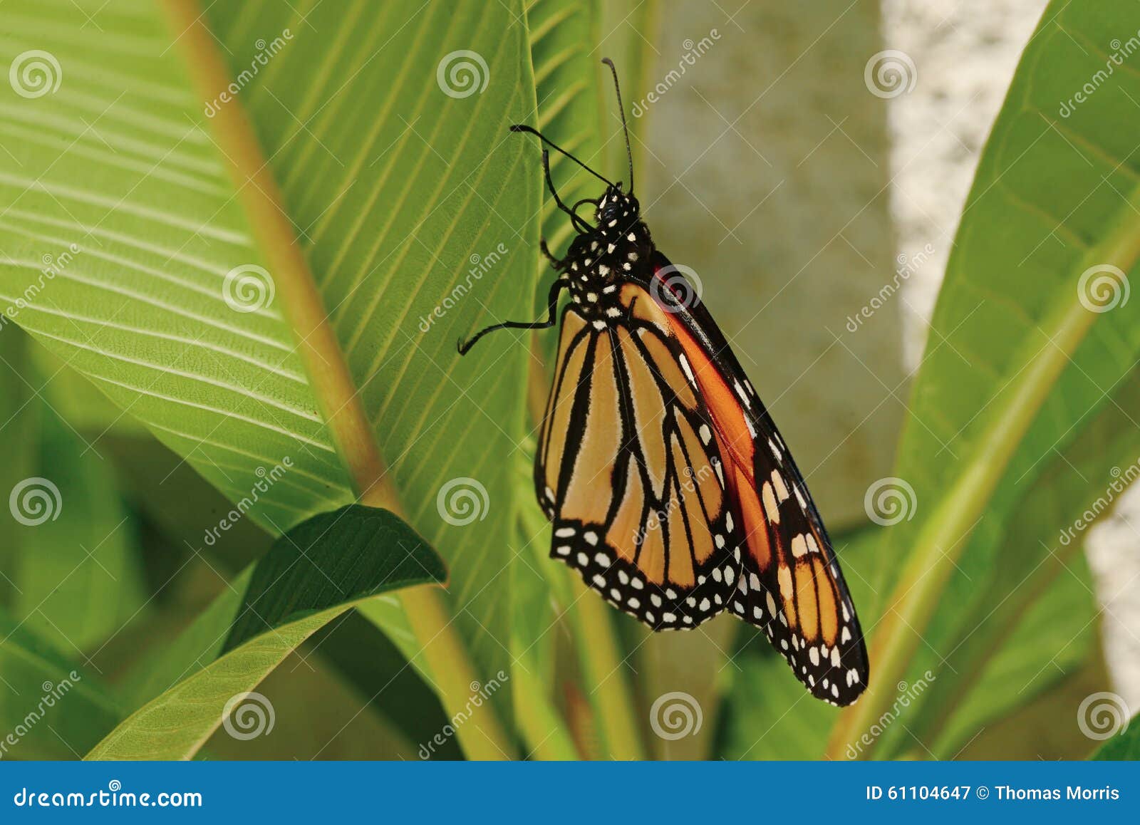 Farfalla di monarca immagine stock. Immagine di crisalide - 61104647