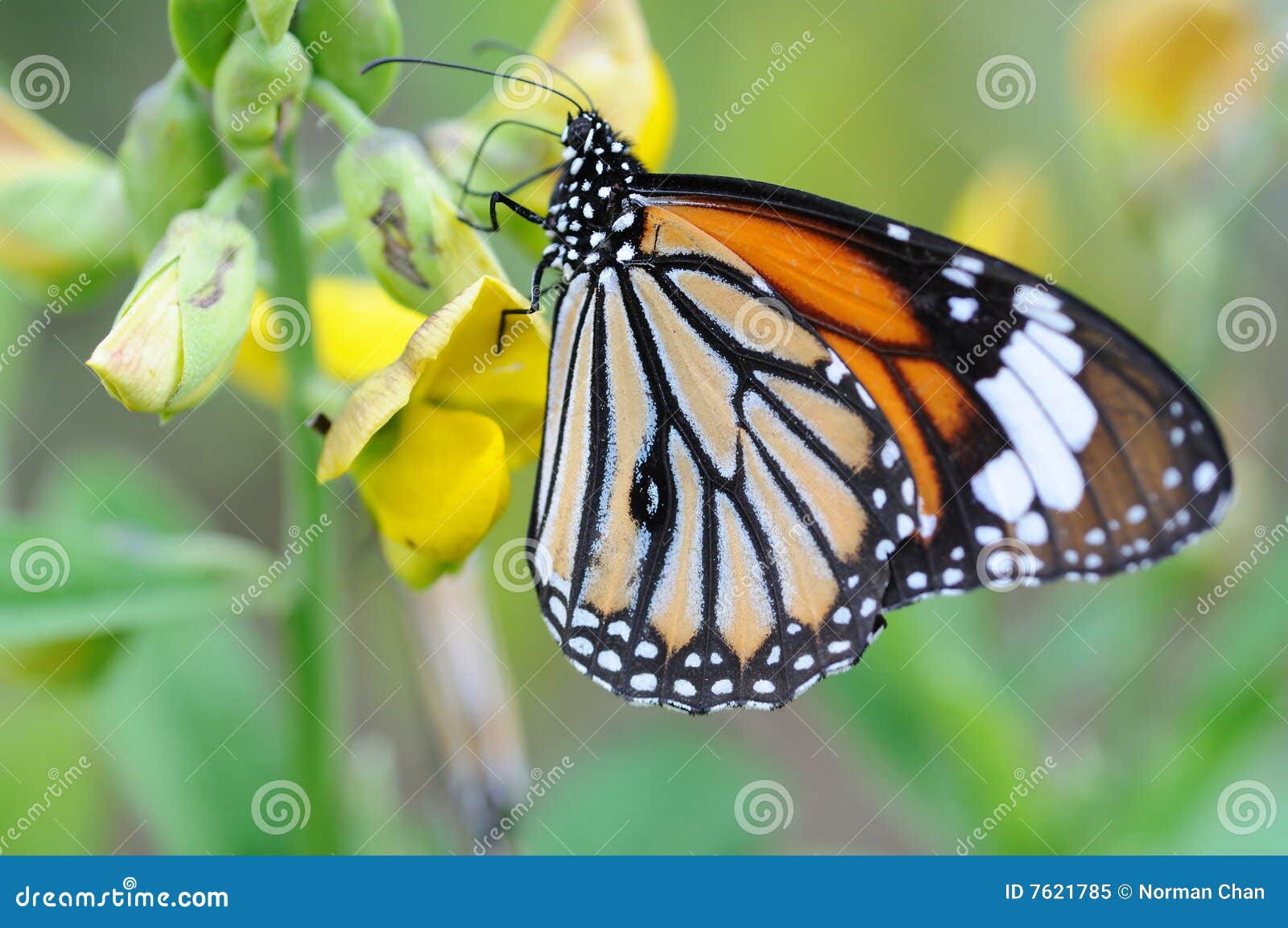 Farfalla di monarca immagine stock. Immagine di insetto - 7621785