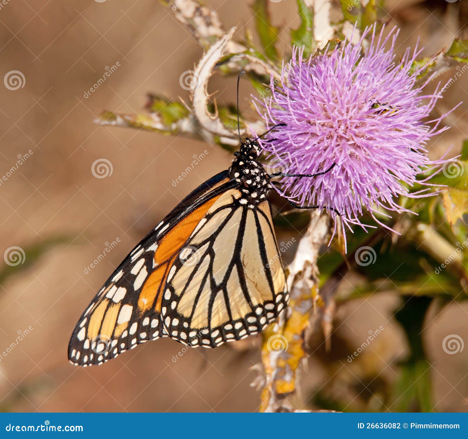 Farfalla Di Monarca Che Si Alimenta Su Un Cardo Selvatico Viola ...