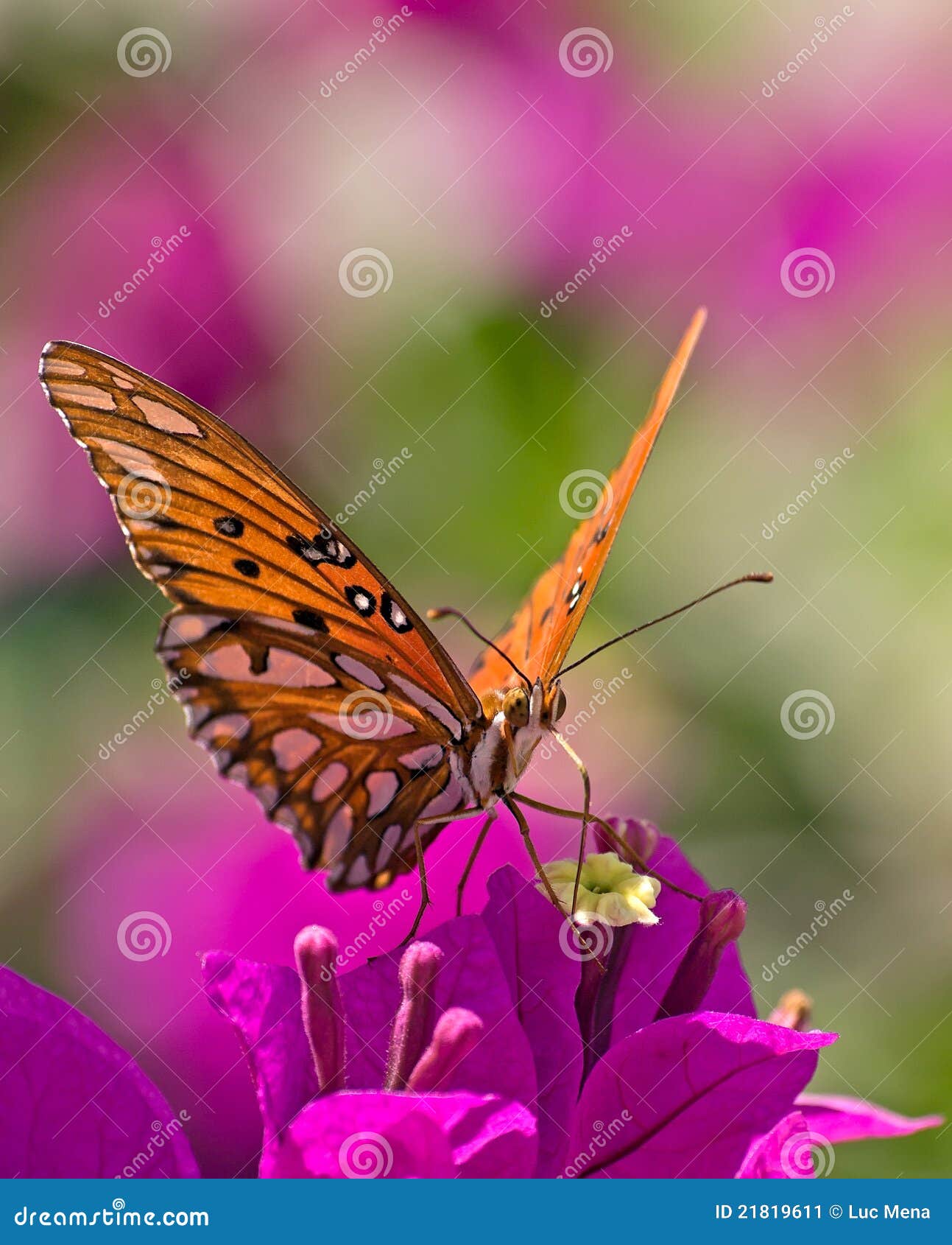 Farfalla Di Monarca Su Un Fiore Viola Variopinto Immagine Stock ...