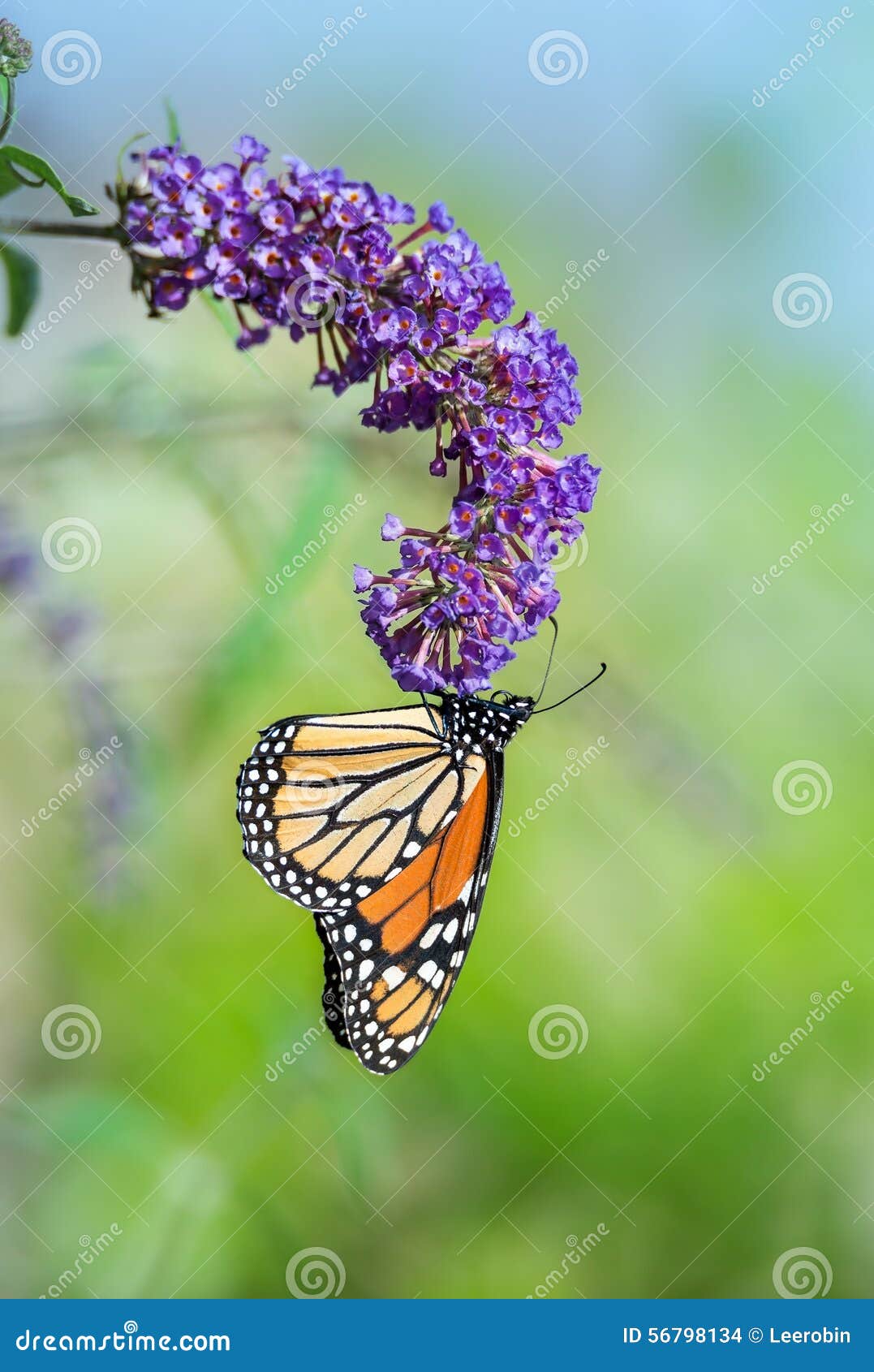 Farfalla Di Monarca Sul Fiore Del Cespuglio Di Farfalla Fotografia ...