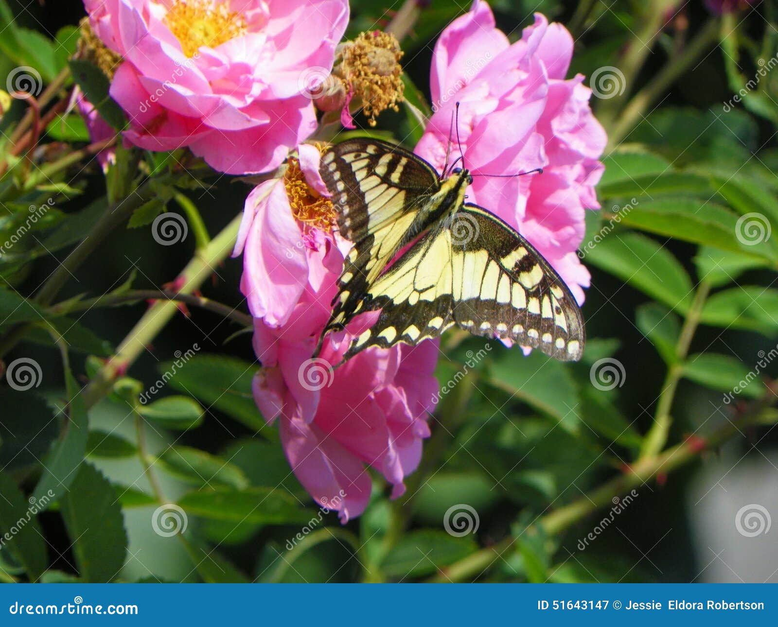 Farfalla Di Monarca Sulle Rose Immagine Stock - Immagine di rose ...