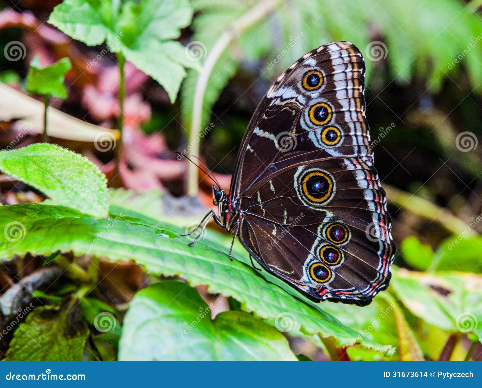 Farfalla di Morpho fotografia stock. Immagine di animale - 31673614