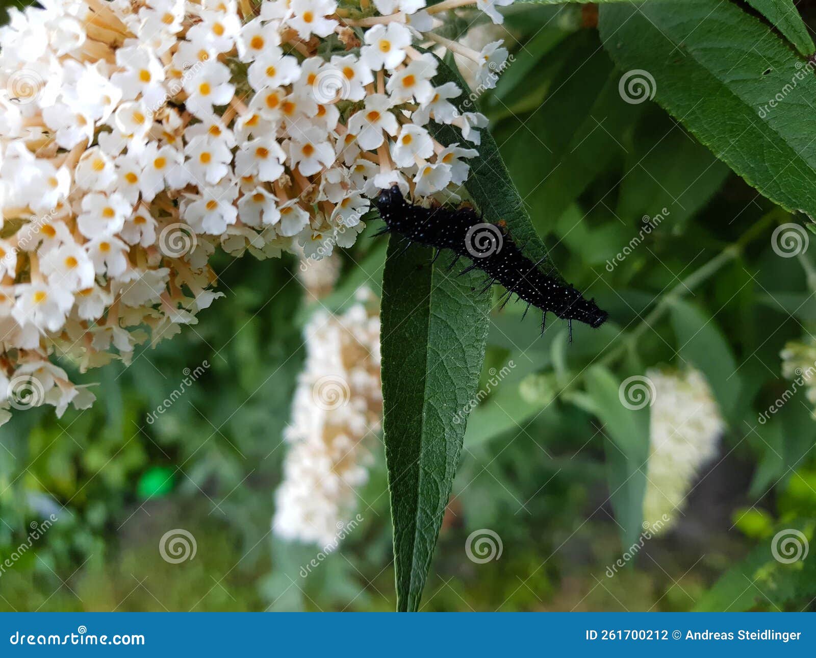 Farfalla di pavone fotografia stock. Immagine di macro - 261700212