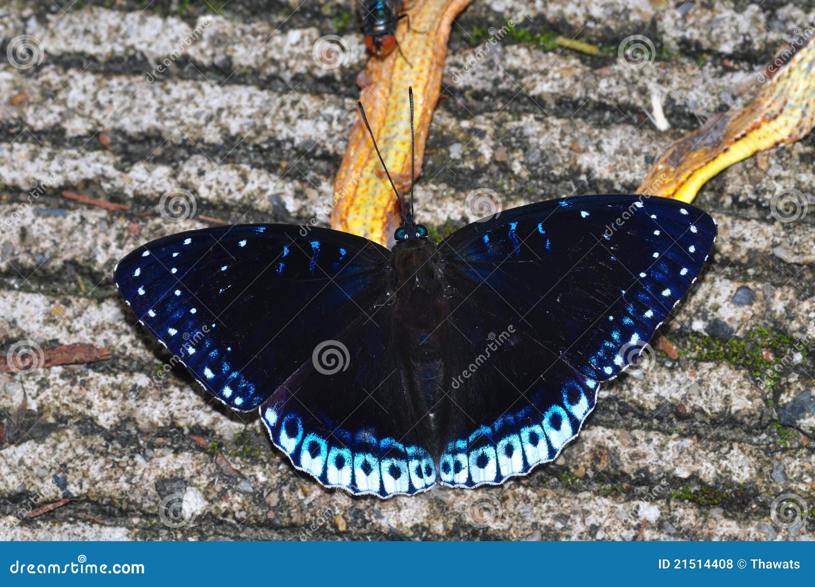 Popinjay Foto Stock - Download 440 Royalty Free Photos