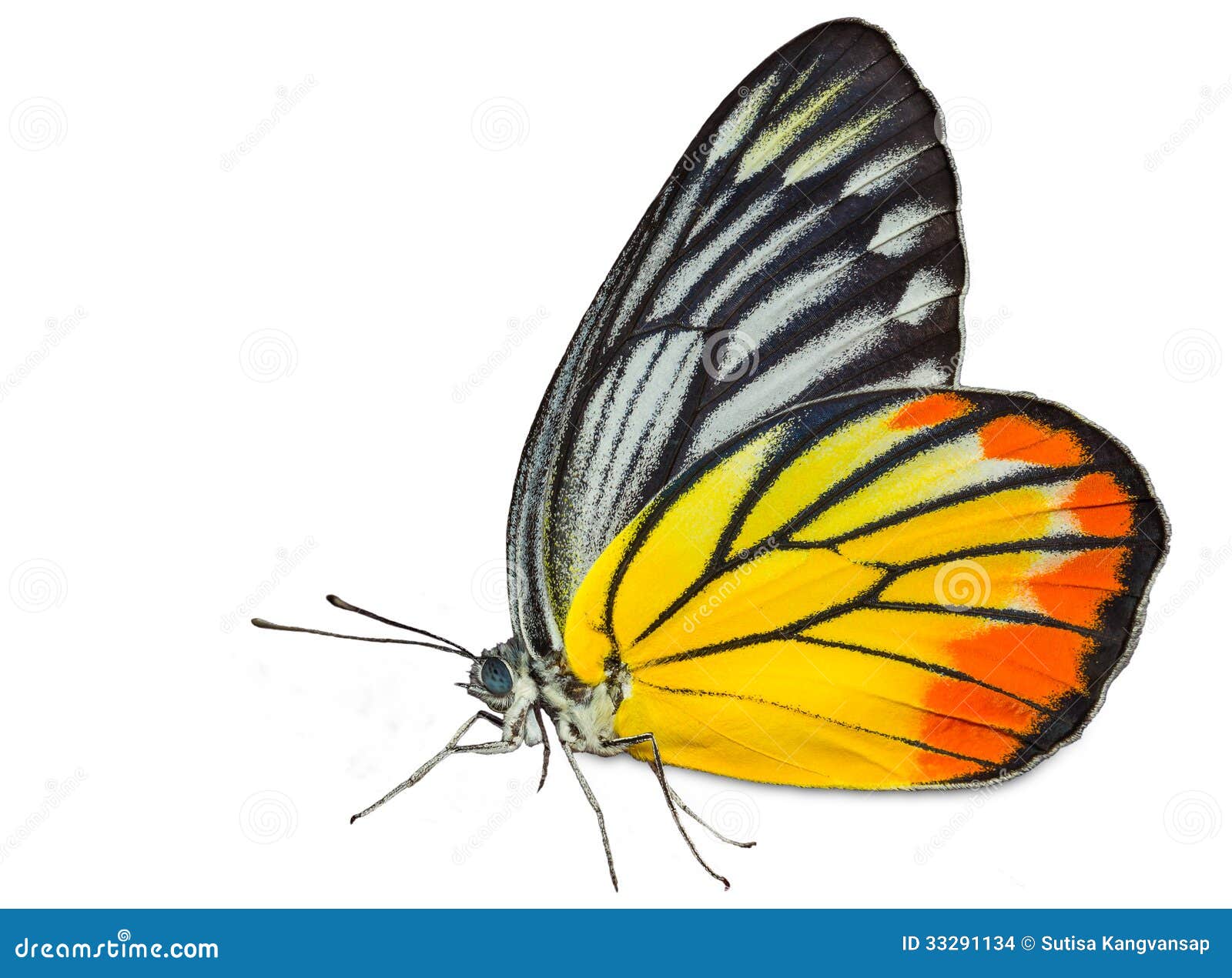 Farfalla Dipinta Di Jezabel Su Bianco Fotografia Stock - Immagine di ...