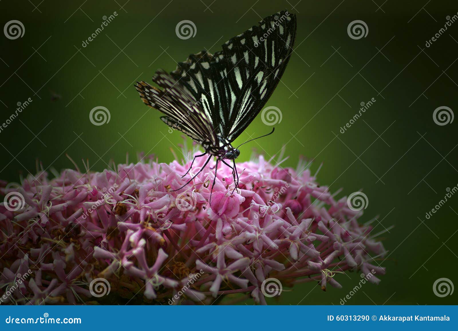 Farfalla & fiore rosa fotografia stock. Immagine di giardino - 60313290