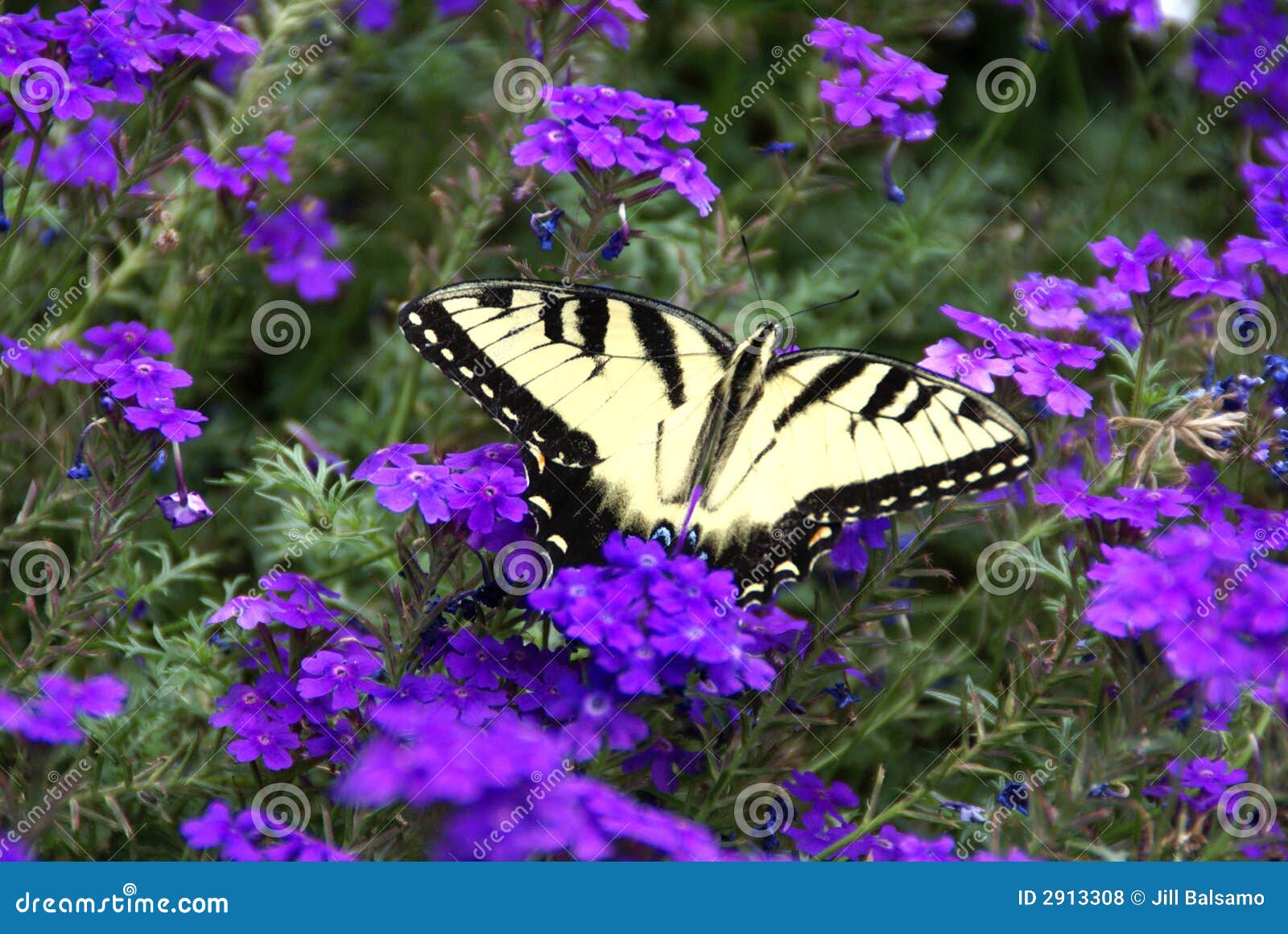 Farfalla fra i fiori viola fotografia stock. Immagine di giardino - 2913308