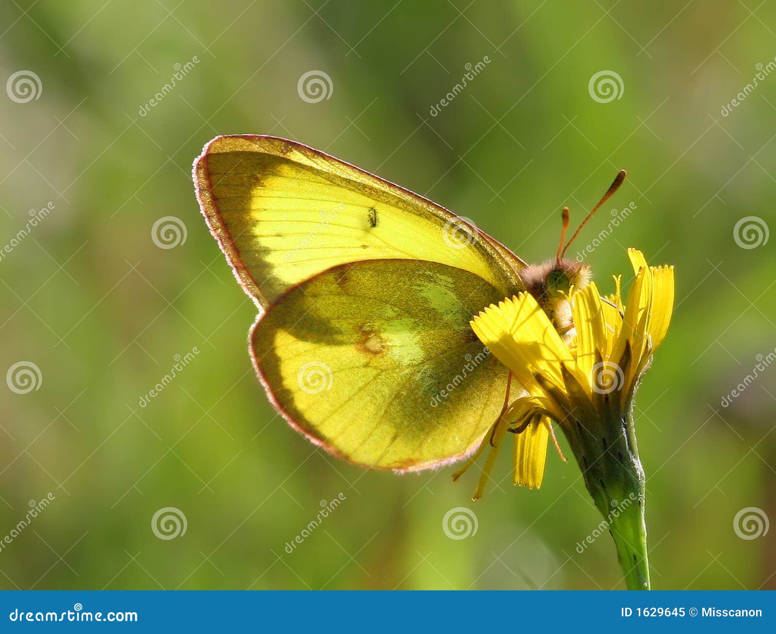 Farfalla gialla immagine stock. Immagine di verde, macro - 1629645