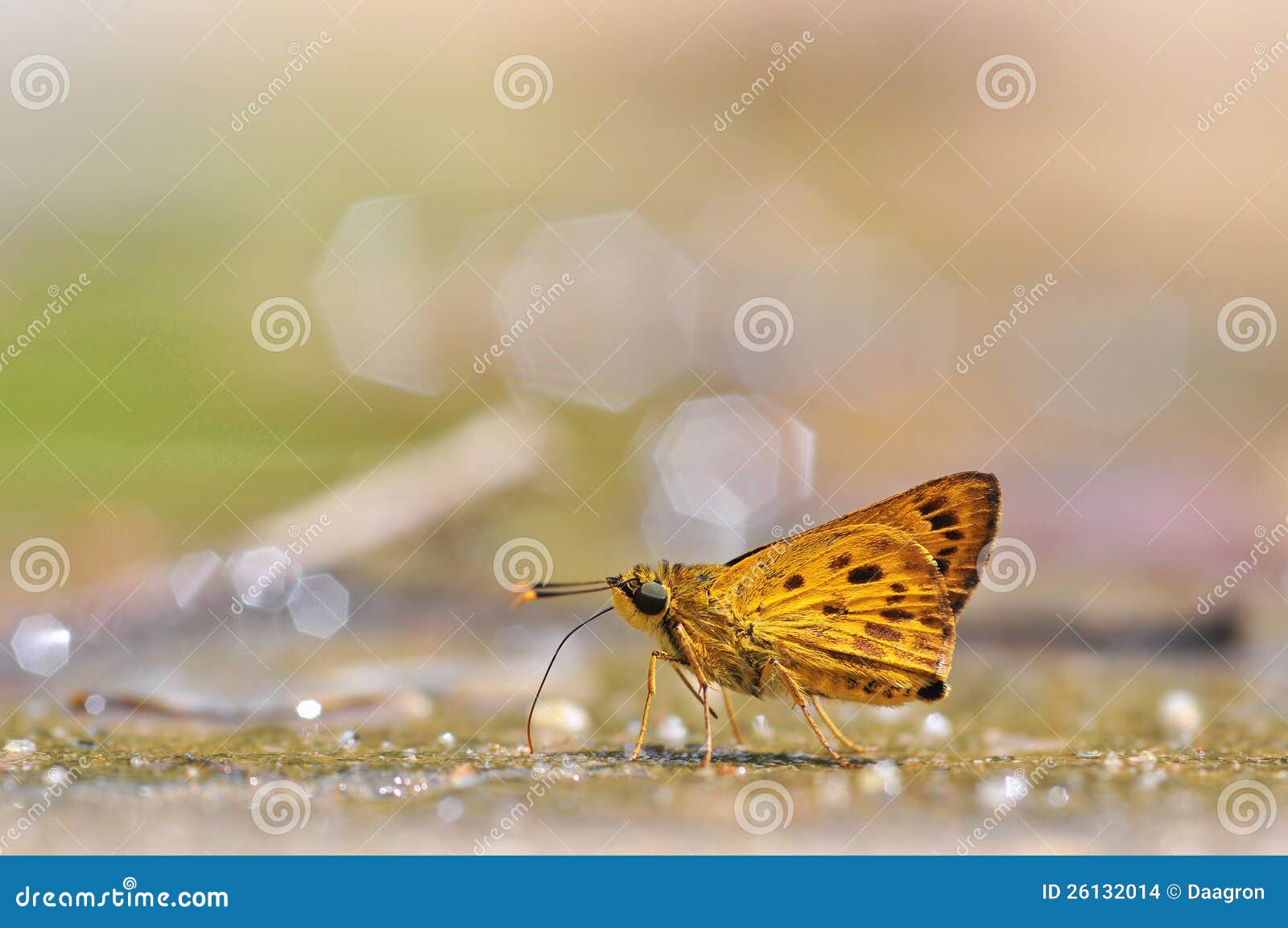 Farfalla gialla fotografia stock. Immagine di verde, foresta - 26132014