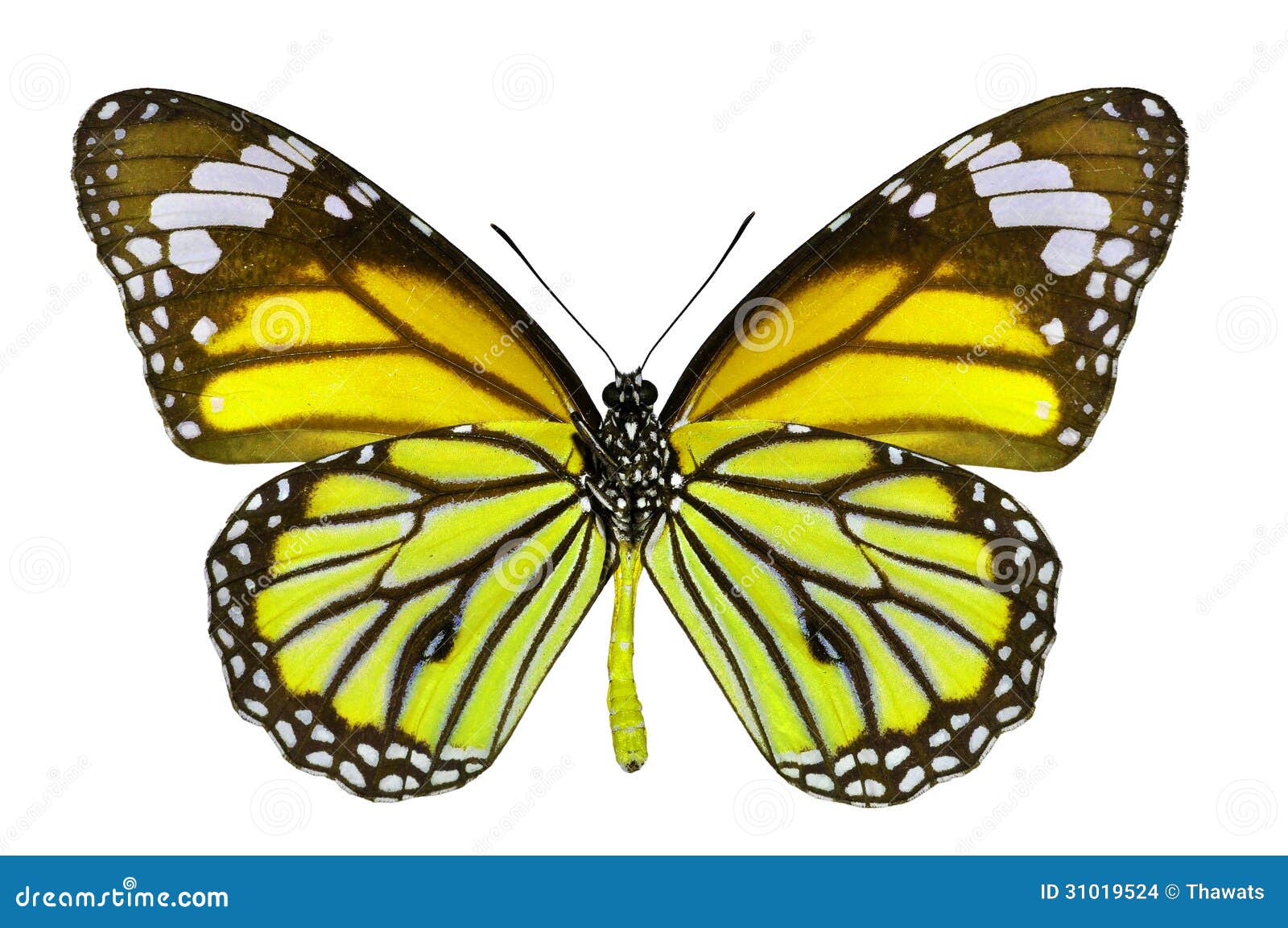 Farfalla gialla fotografia stock. Immagine di colorato - 31019524