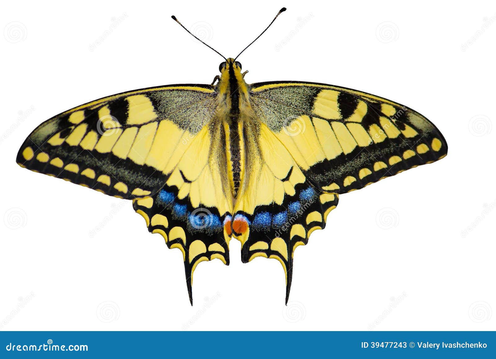 Farfalla gialla immagine stock. Immagine di striato, giallo - 39477243