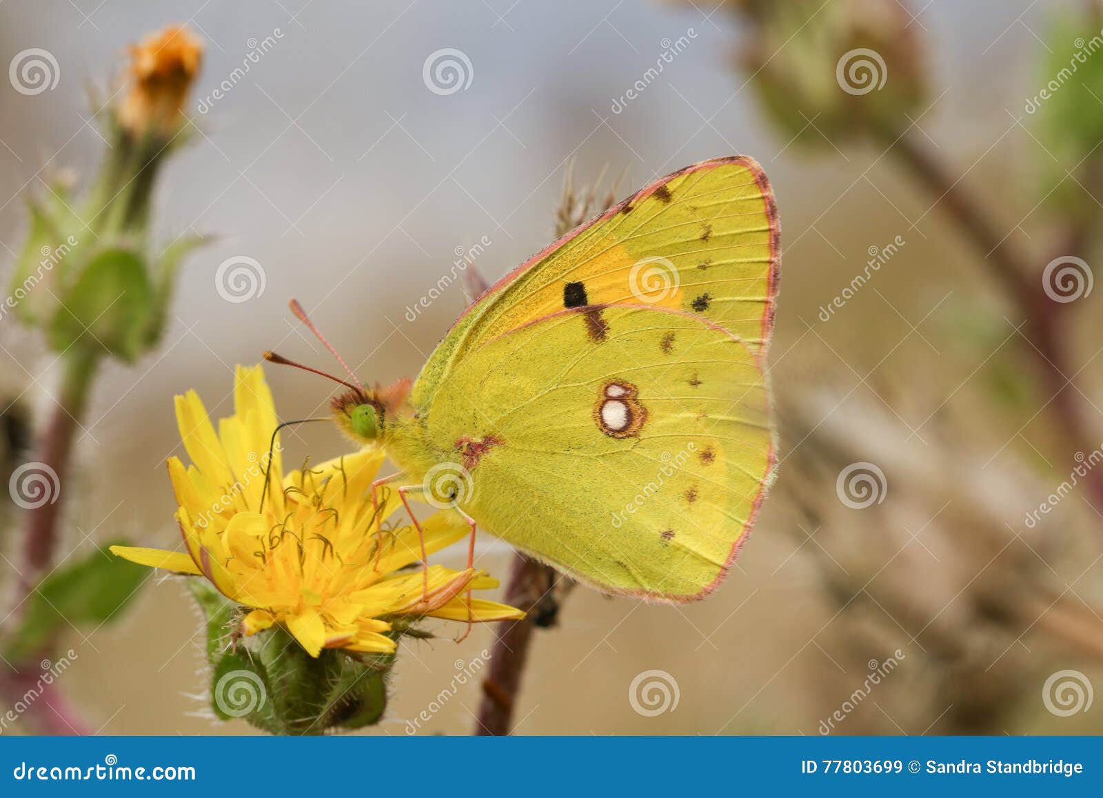 Farfalla Gialla Appannata & X28; Croceus& X29 Di Colias; Immagine Stock ...