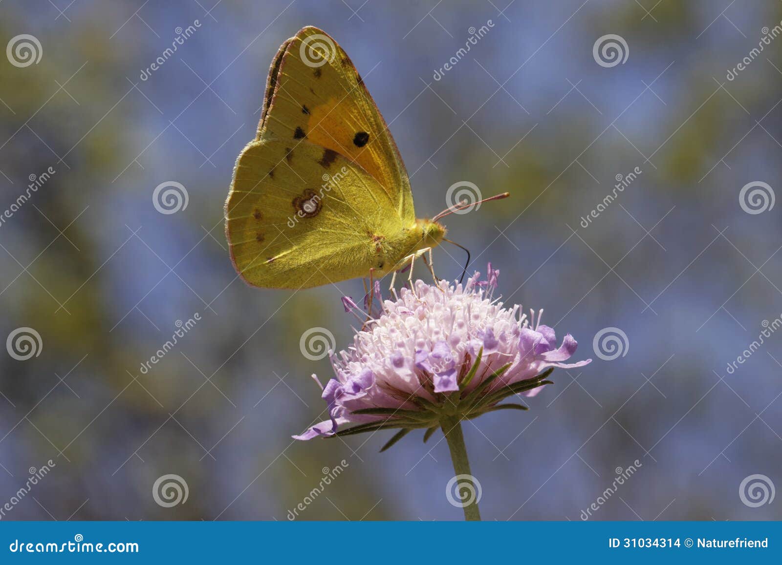 Farfalla Gialla Appannata Terreno Comunale Da Europa Fotografia Stock ...