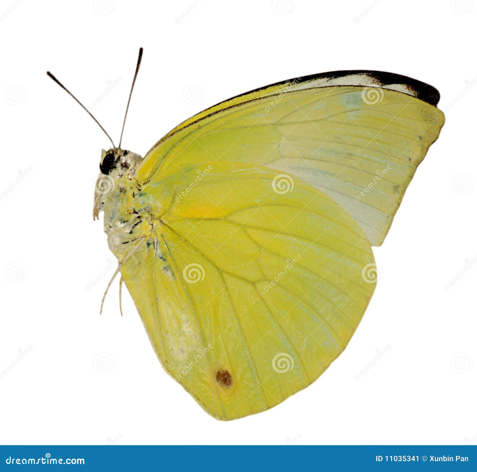 Farfalla Gialla Dell'emigrante Del Limone Immagine Stock - Immagine di ...