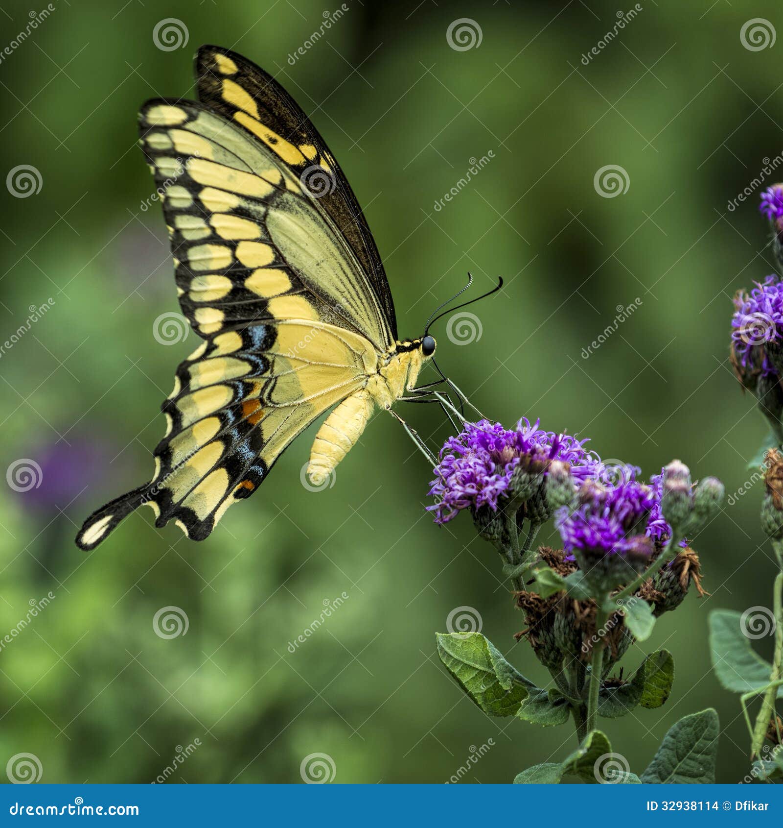 Farfalla Gialla Di Coda Di Rondine Fotografia Stock - Immagine di ...