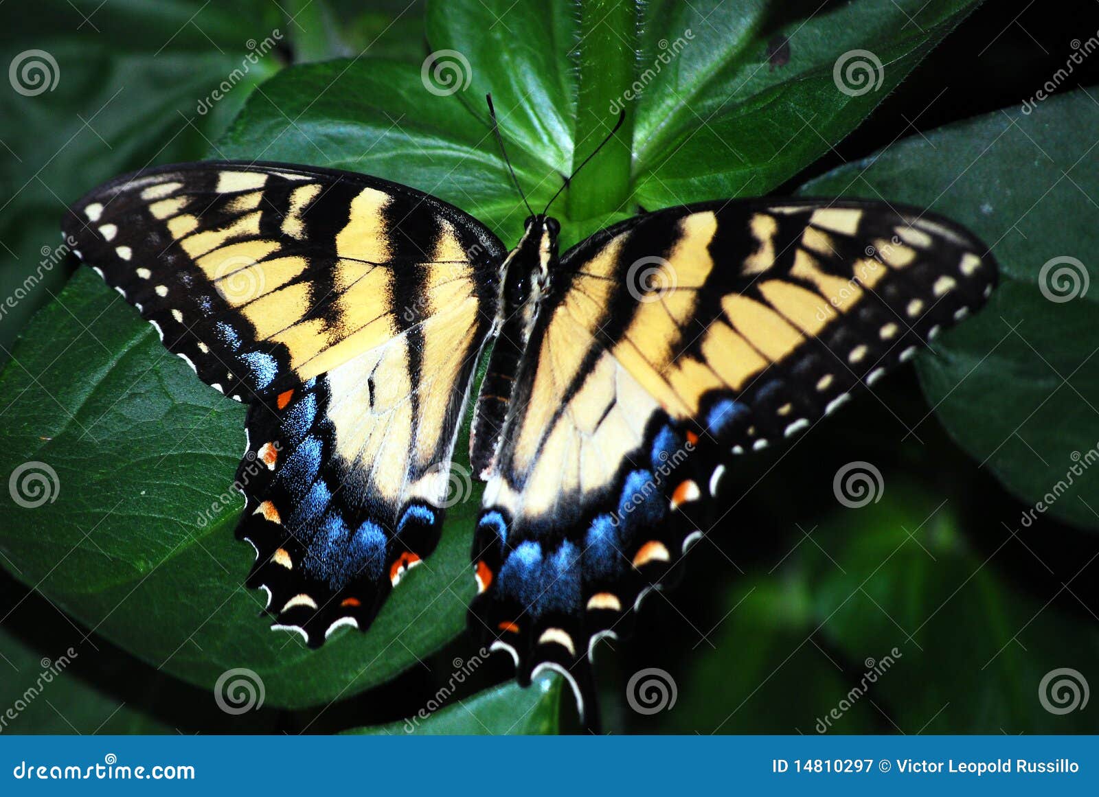 Farfalla Gialla Di Swallowtail Immagine Stock - Immagine di nave ...