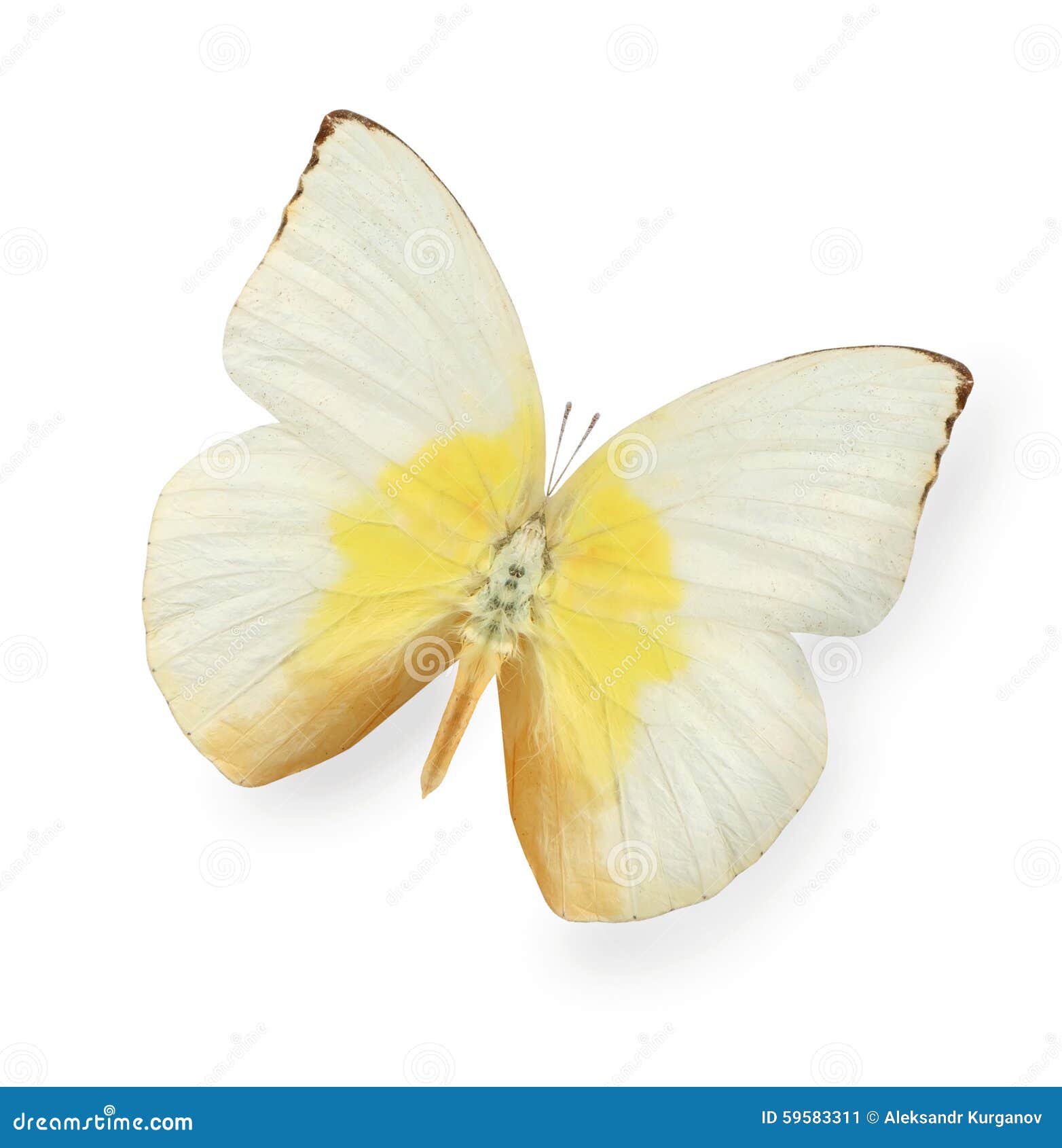 Farfalla Gialla E Beige Isolata Su Bianco Immagine Stock - Immagine di ...