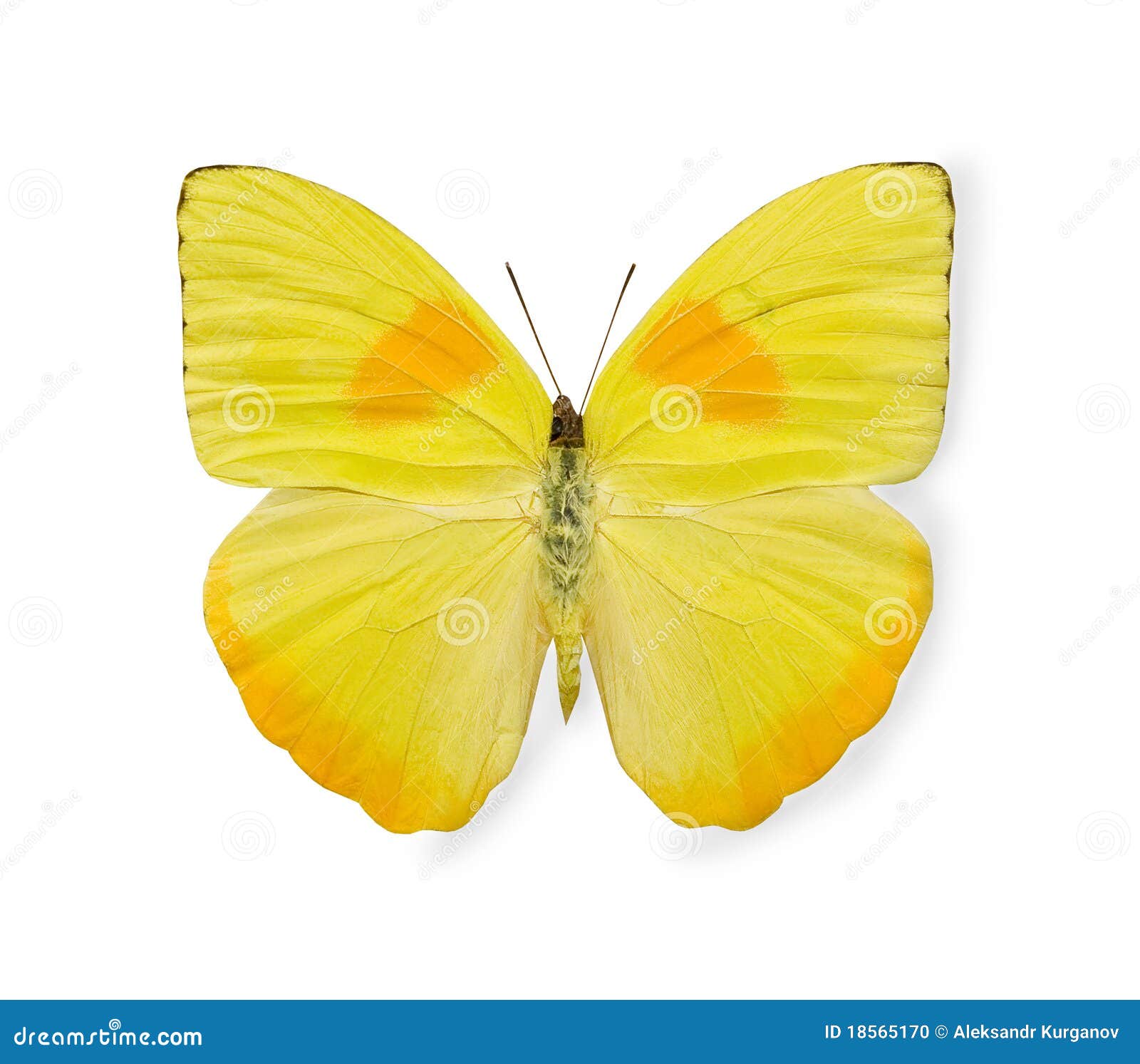 Farfalla Gialla Isolata Su Bianco Fotografia Stock - Immagine di ...