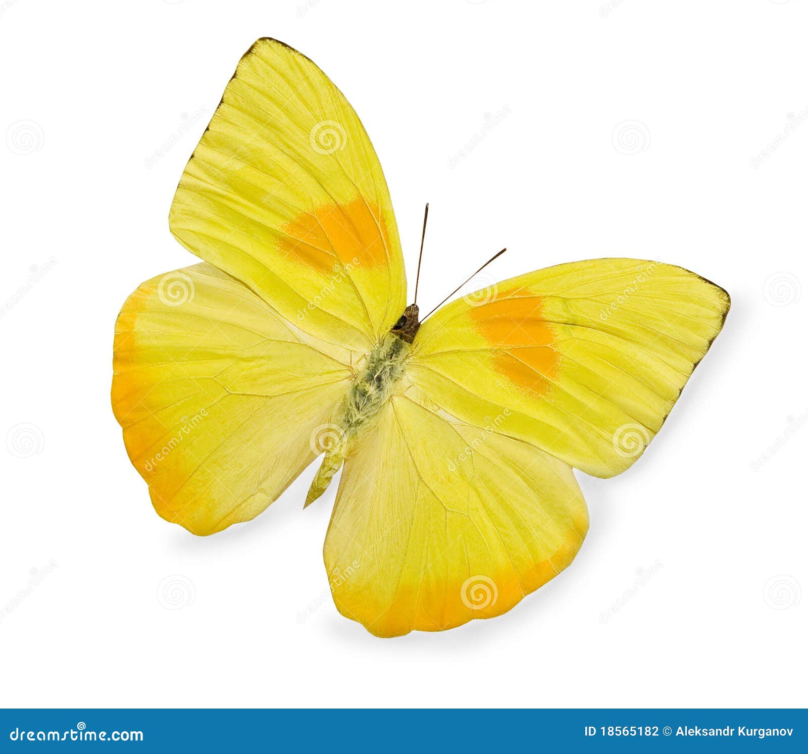 Farfalla Gialla Isolata Su Bianco Fotografia Stock - Immagine di ...