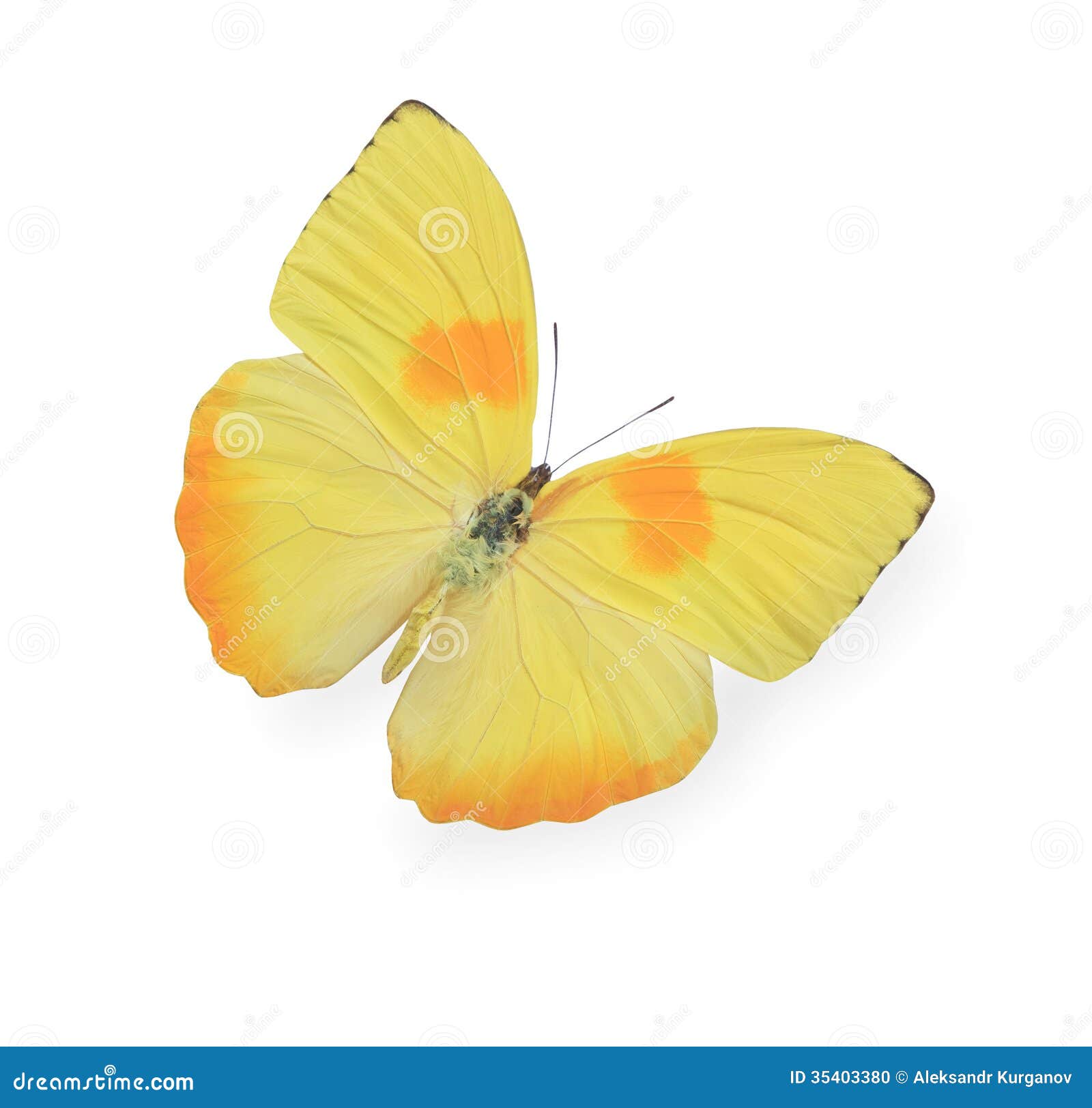 Farfalla Gialla Isolata Su Bianco Fotografia Stock - Immagine di ...