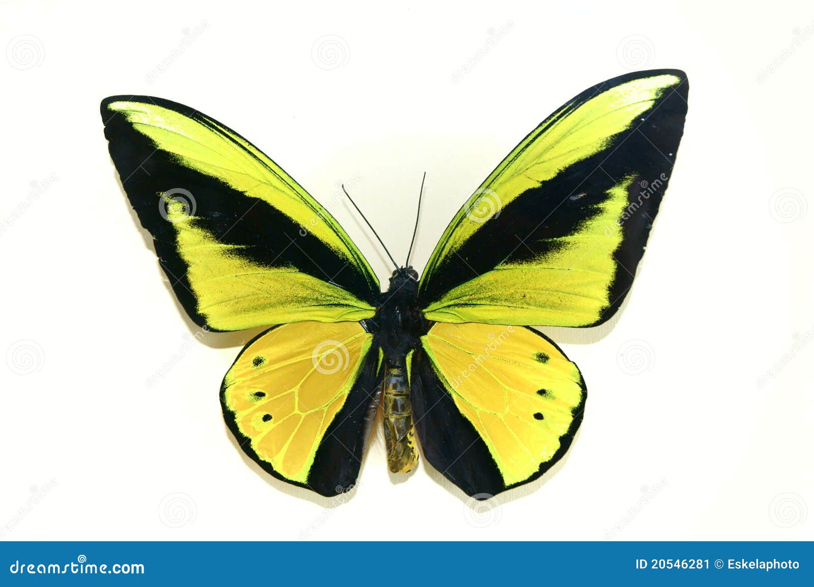 Farfalla Gialla Su Priorità Bassa Bianca Immagine Stock - Immagine di ...