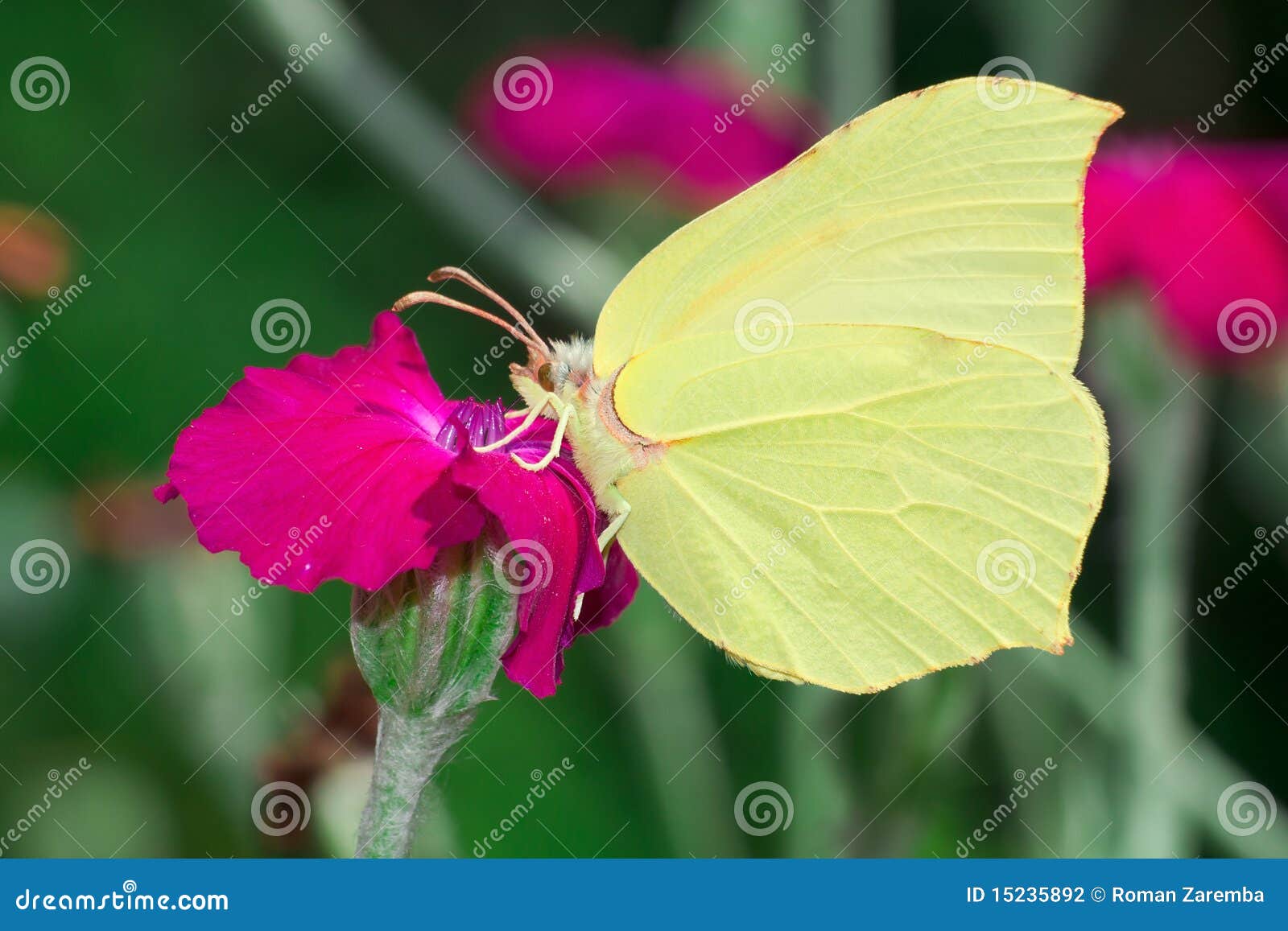 Farfalla Gialla Su Una Fioritura Fotografia Stock - Immagine di piante ...