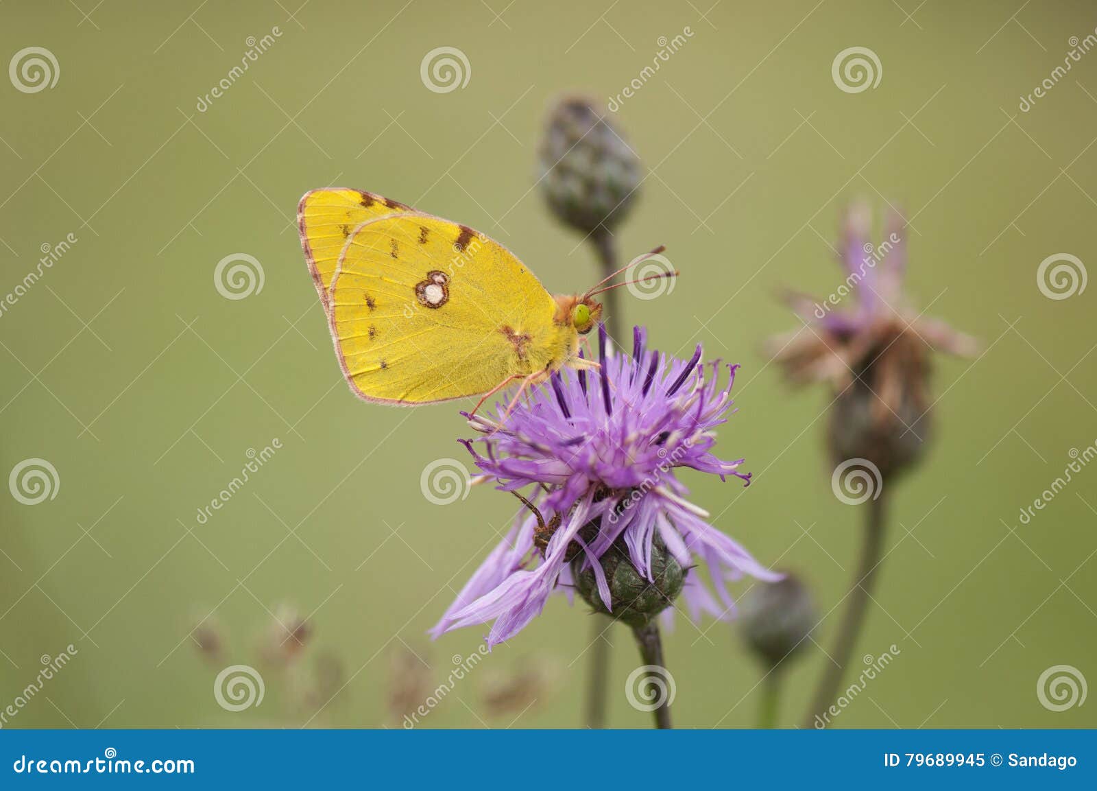 Farfalla Gialla Sul Fiore Del Cardo Selvatico Immagine Stock - Immagine ...