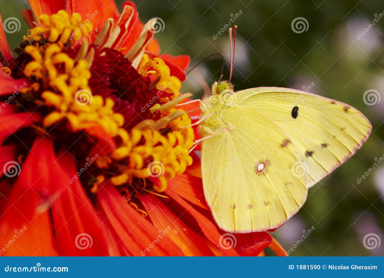 Farfalla Gialla Sul Fiore Rosso Fotografia Stock - Immagine di sits ...