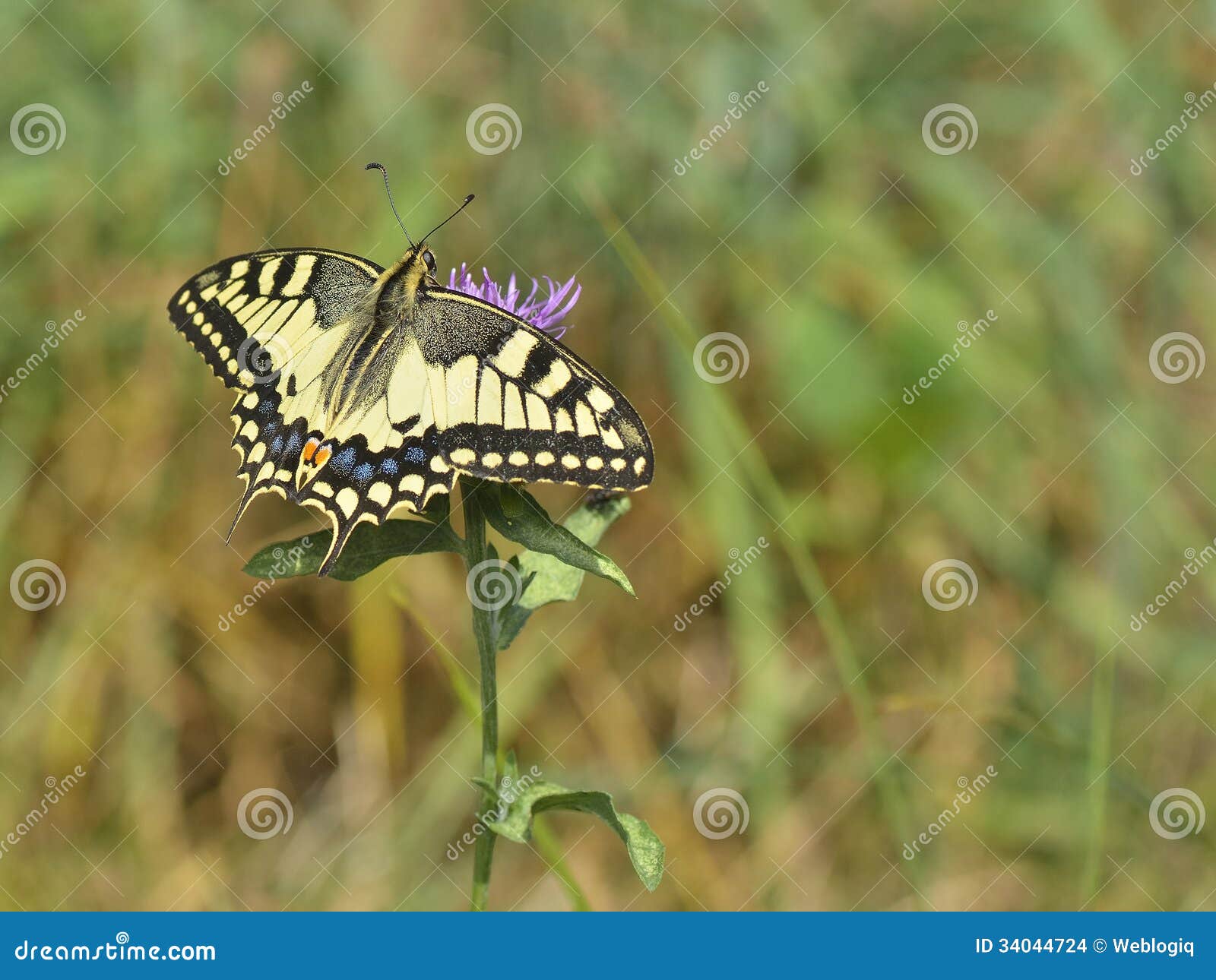 Farfalla in Natura - Podalirius Di Iphiclides Fotografia Stock ...