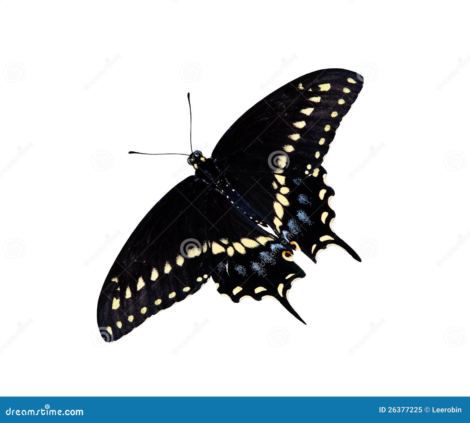Farfalla Nera Di Swallowtail (polyxenes Di Papilio) Immagine Stock ...