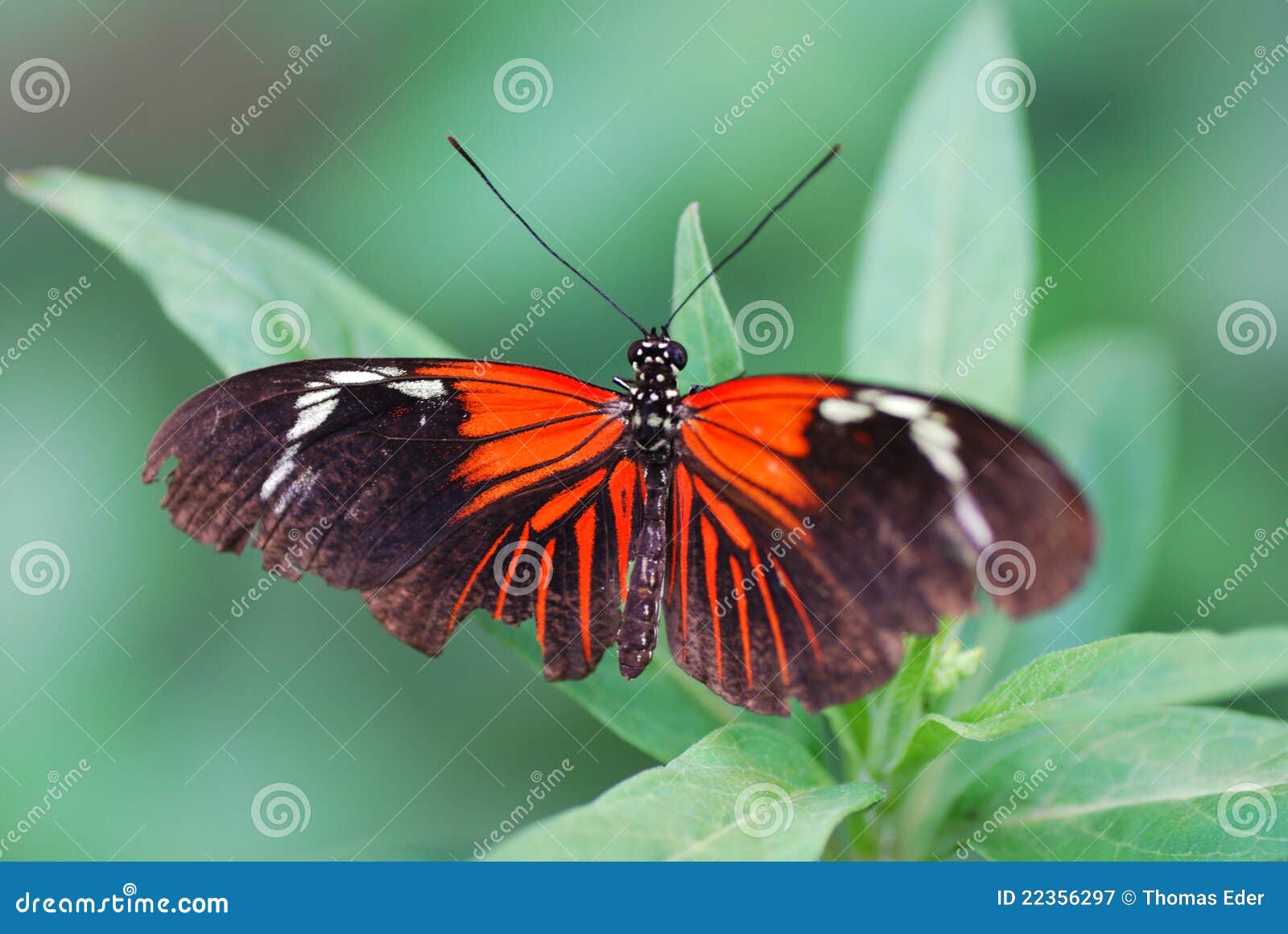 Farfalla nera rossa immagine stock. Immagine di animale - 22356297