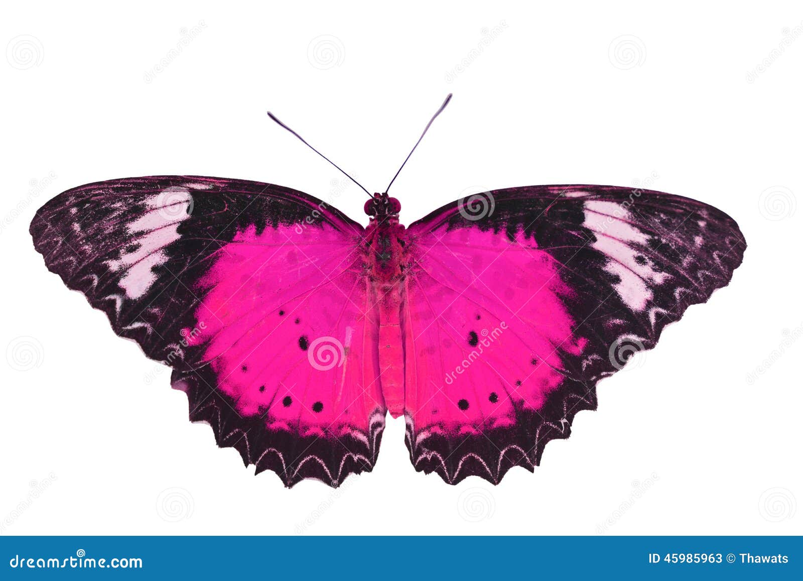 Farfalla rosa immagine stock. Immagine di animale, macro - 45985963