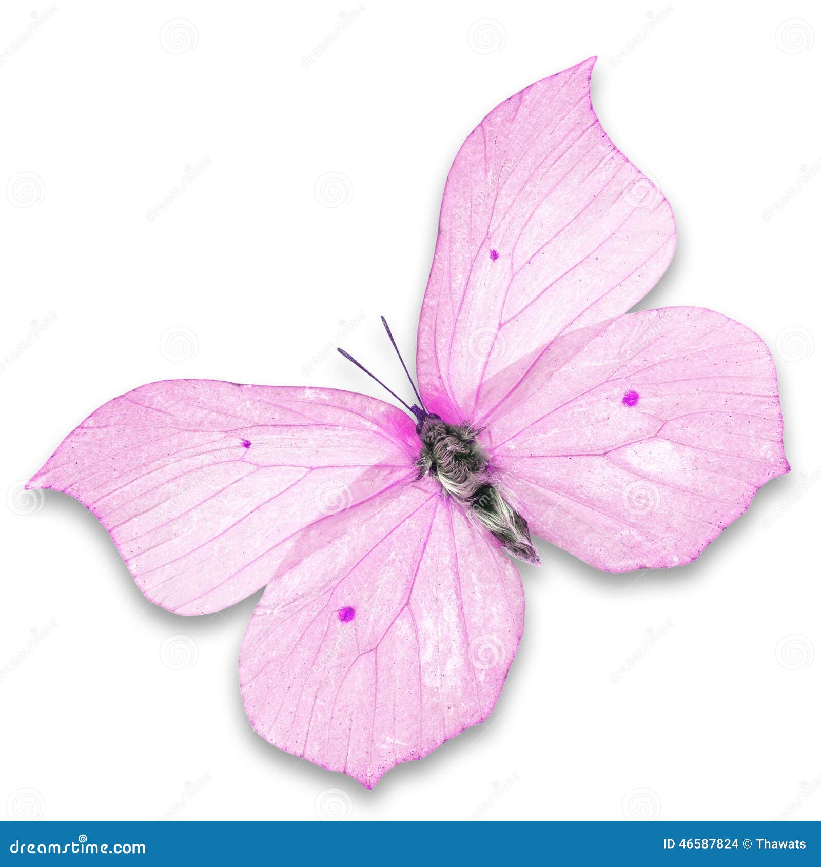 Farfalla rosa fotografia stock. Immagine di libero, rosa - 46587824