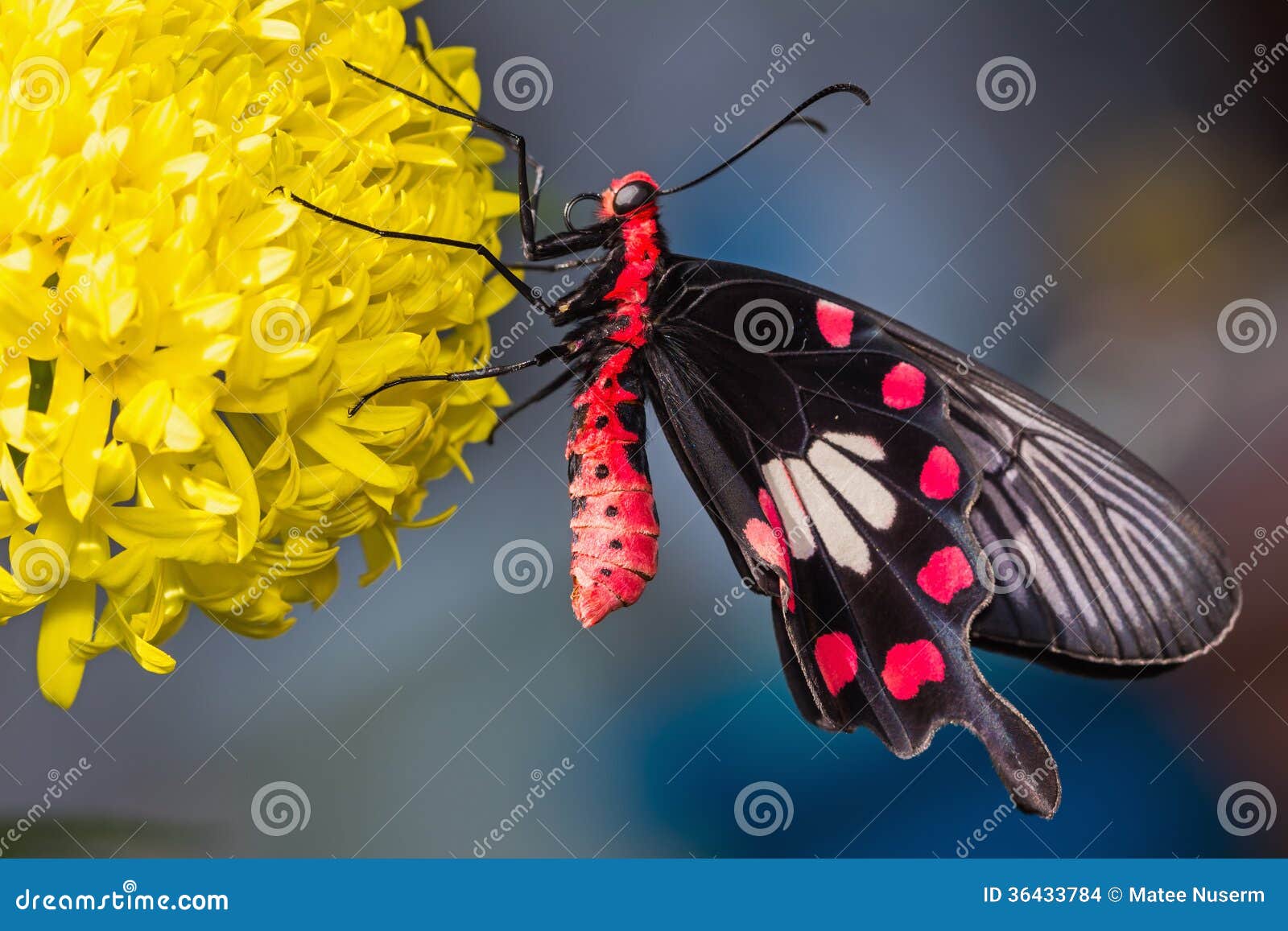 Farfalla Rosa Del Terreno Comunale Fotografia Stock - Immagine di ...