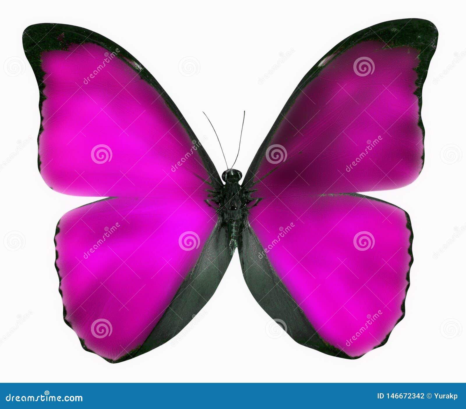 Farfalla Rosa Isolata Su Un Fondo Bianco Fotografia Stock - Immagine di ...