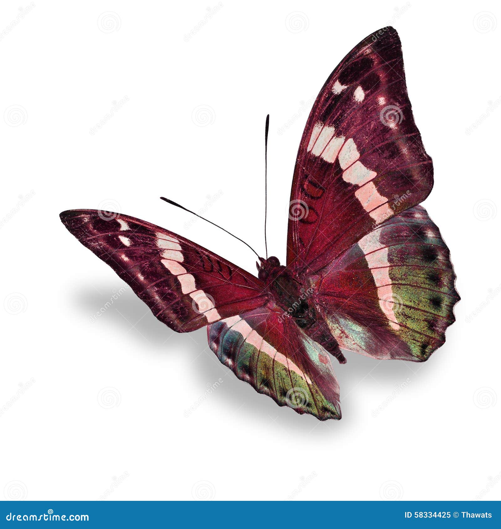 Farfalla rossa immagine stock. Immagine di alto, insetto - 58334425