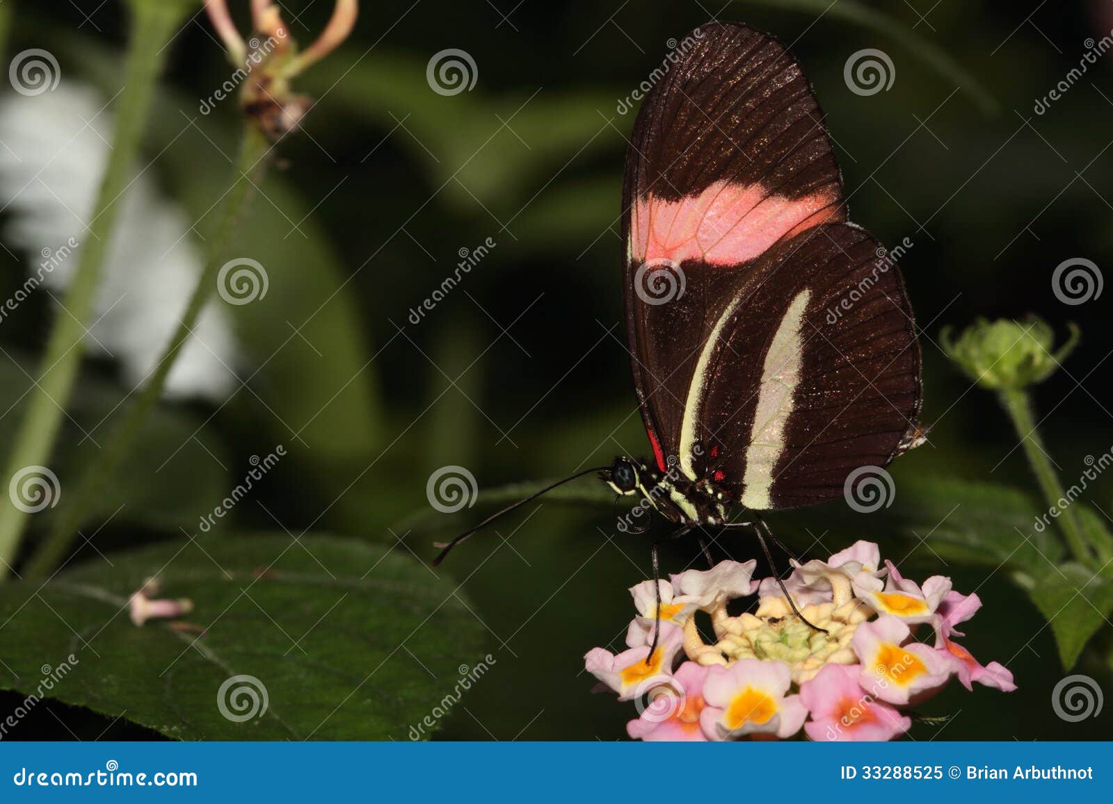 Farfalla Rossa Del Postino. Immagine Stock - Immagine di insetti ...