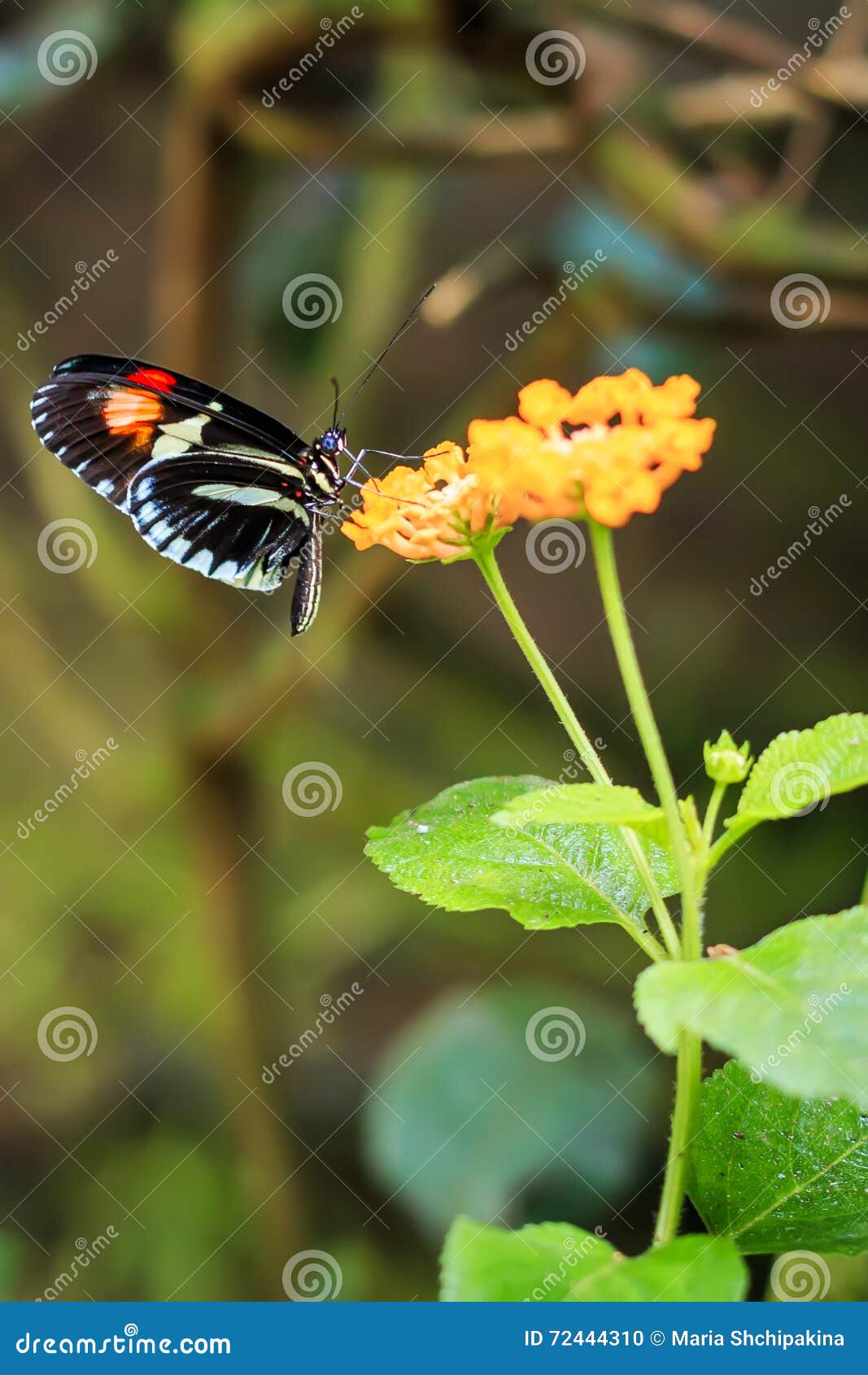 Farfalla Rossa Del Postino O Postino Comune (melpomene Di Heliconius ...