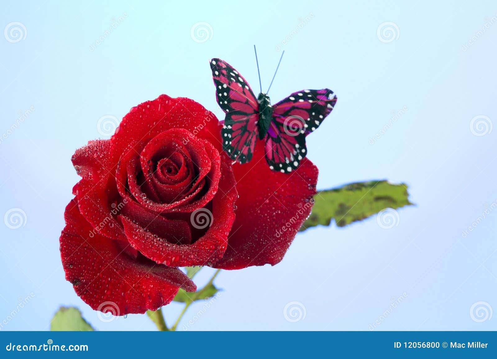 Farfalla Rossa Della Rosa Isolata Sull'azzurro Fotografia Stock ...