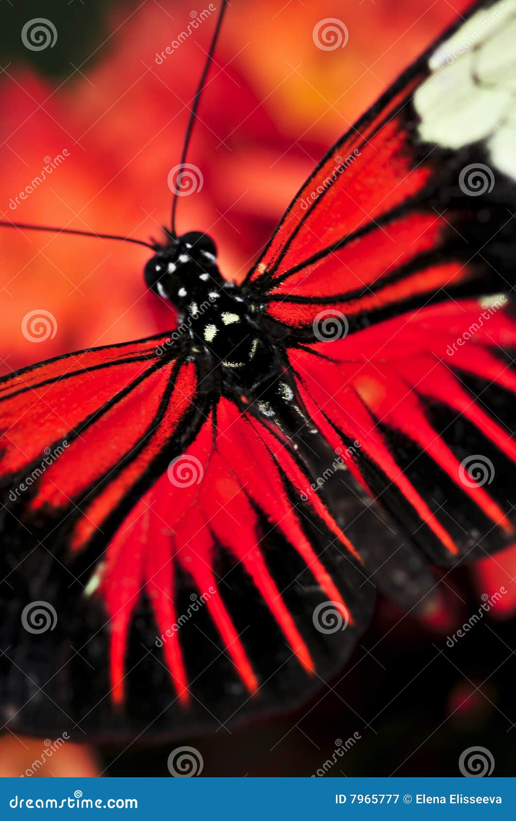Farfalla Rossa Di Dora Di Heliconius Immagine Stock - Immagine di ...