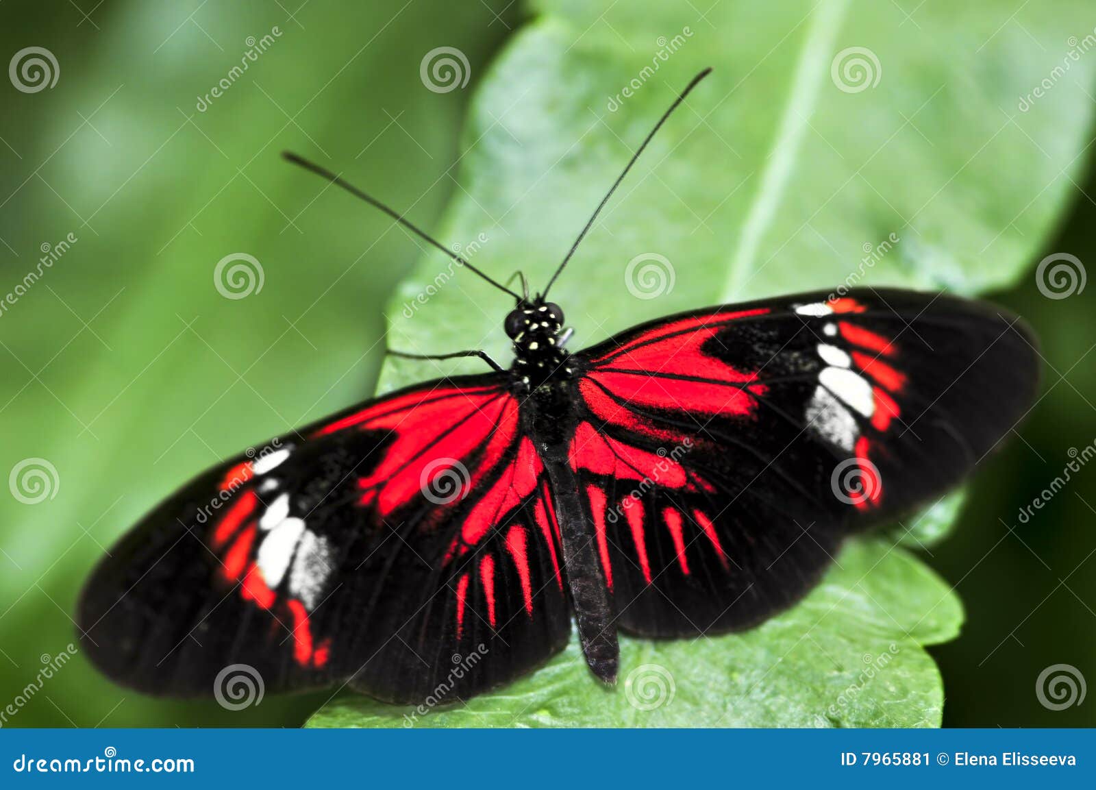 Farfalla Rossa Di Dora Di Heliconius Immagine Stock - Immagine di rosso ...